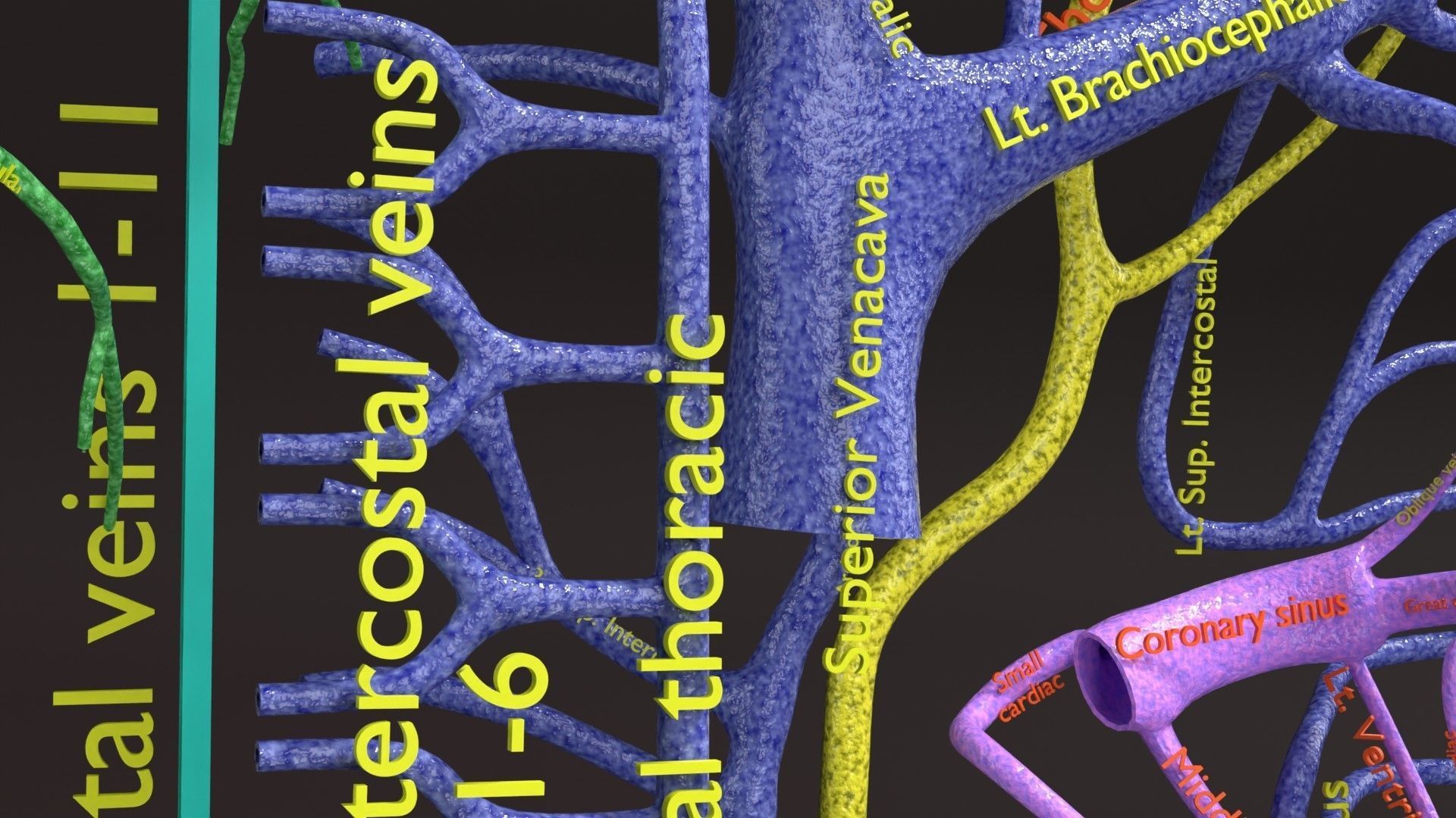 Human venous system schematic 3D 3D model | CGTrader
