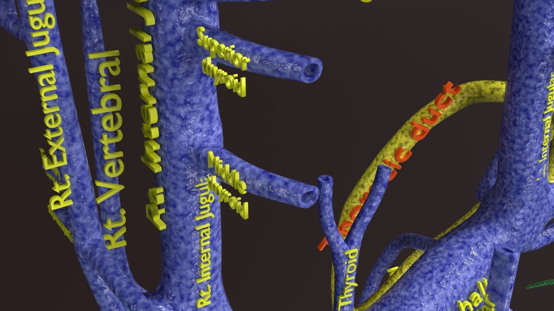 Human venous system schematic 3D 3D model | CGTrader