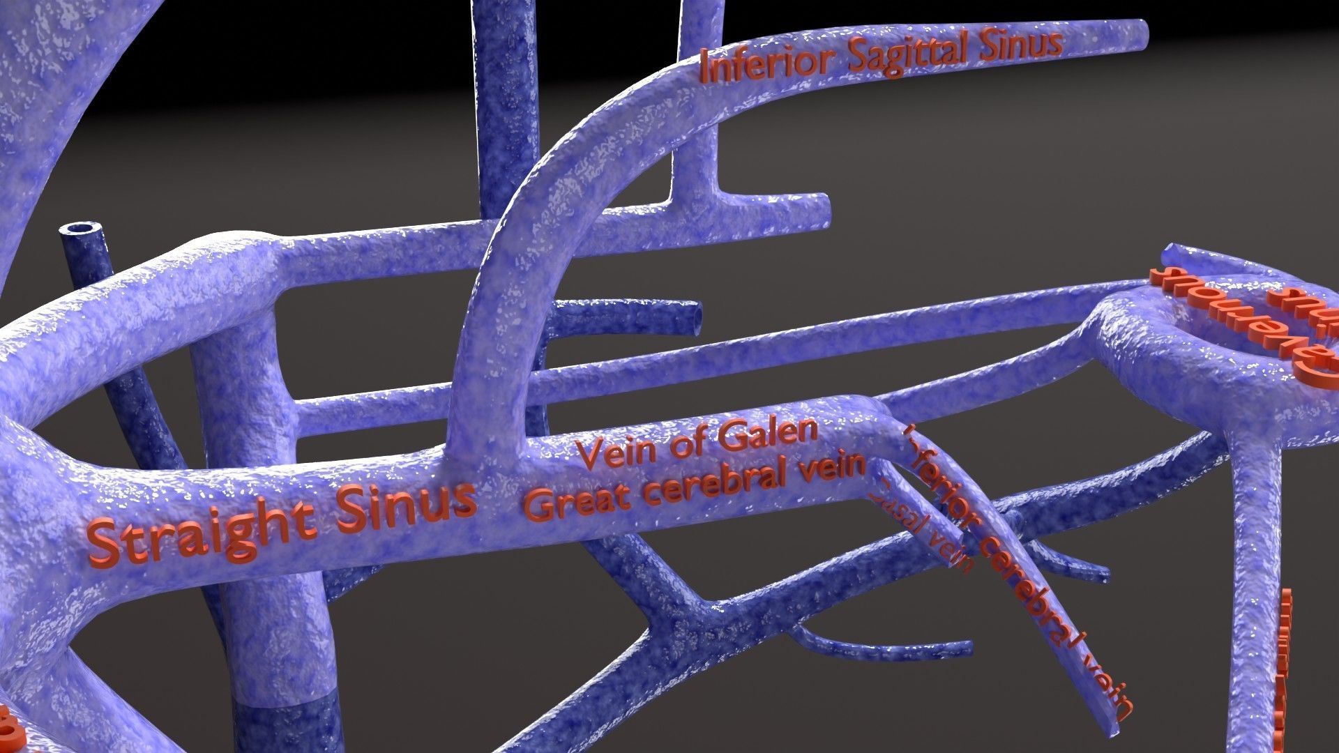 Human venous system schematic 3D 3D model | CGTrader