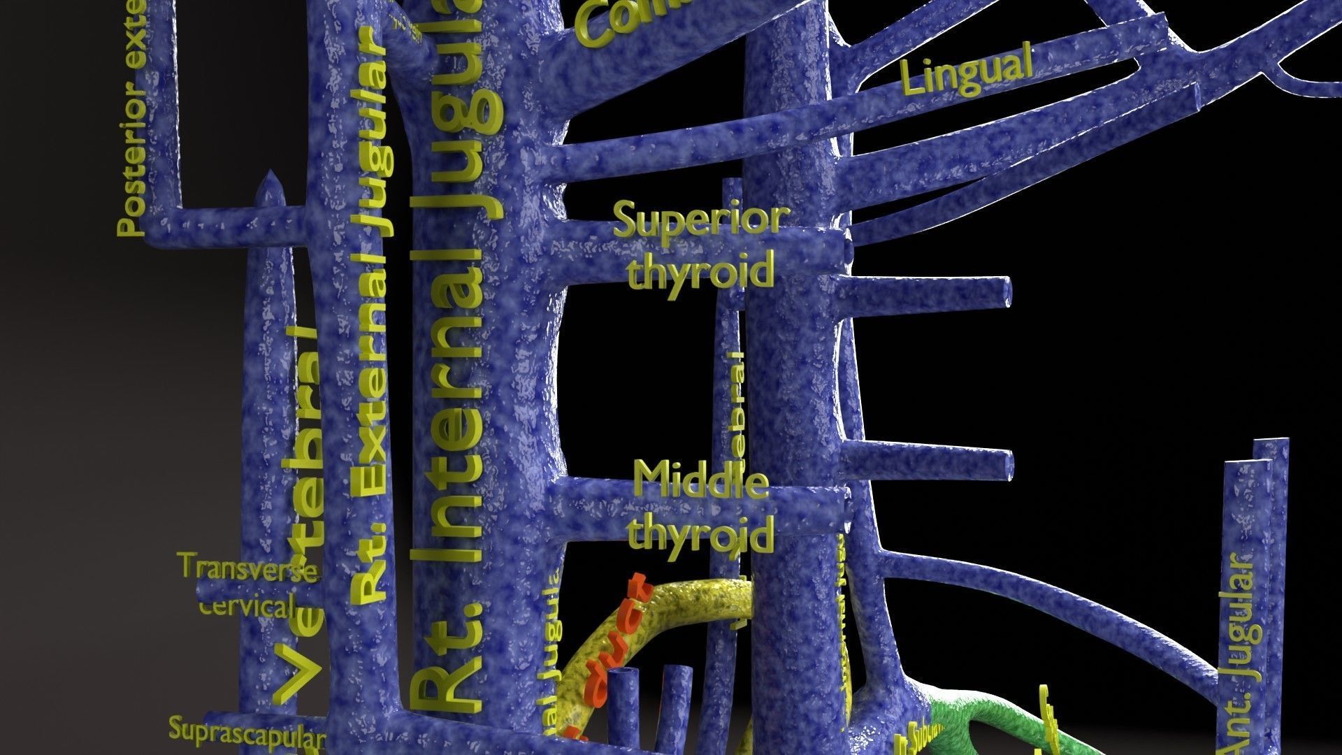 Human venous system schematic 3D 3D model | CGTrader