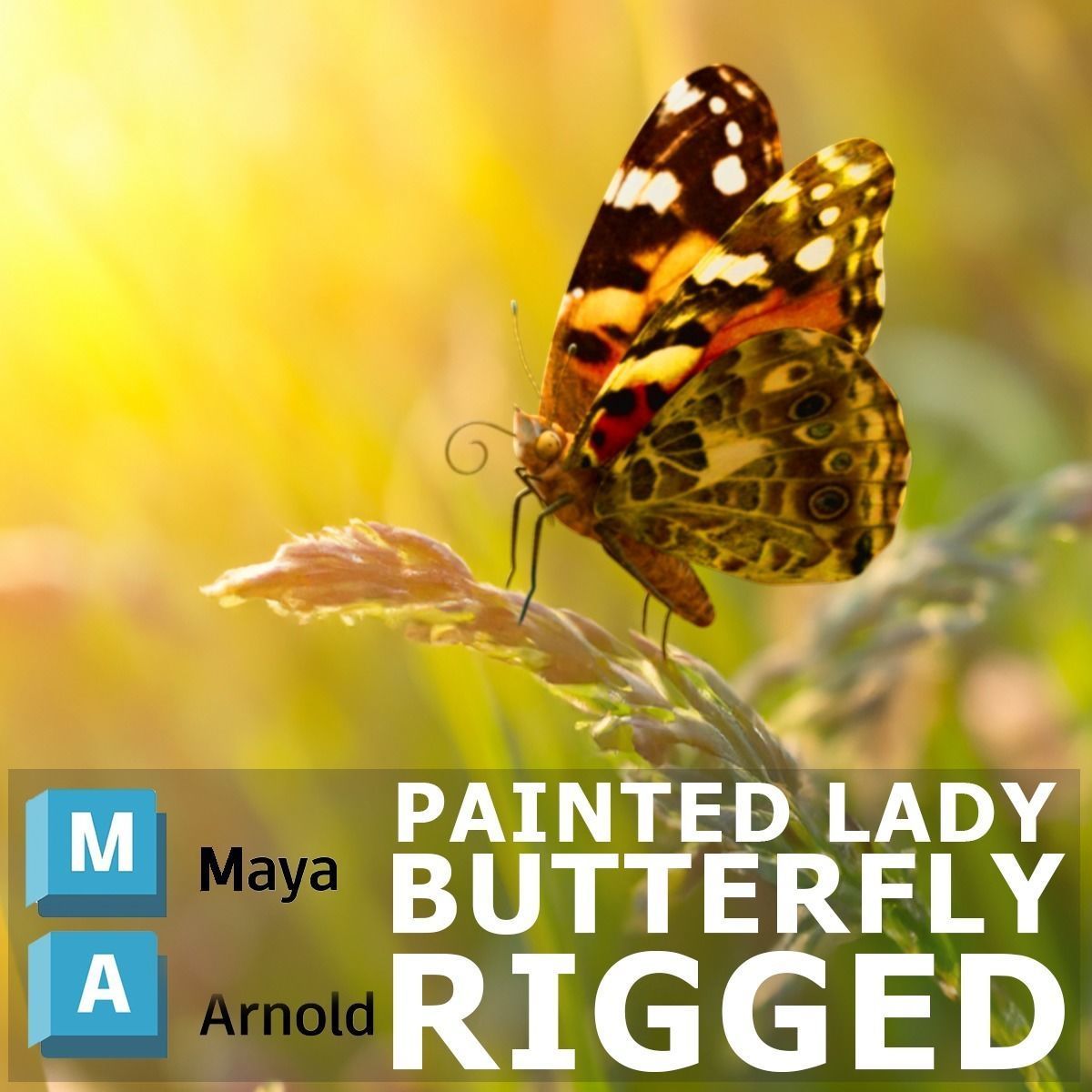 Painted Lady - Butterfly Rig 3D model rigged | CGTrader