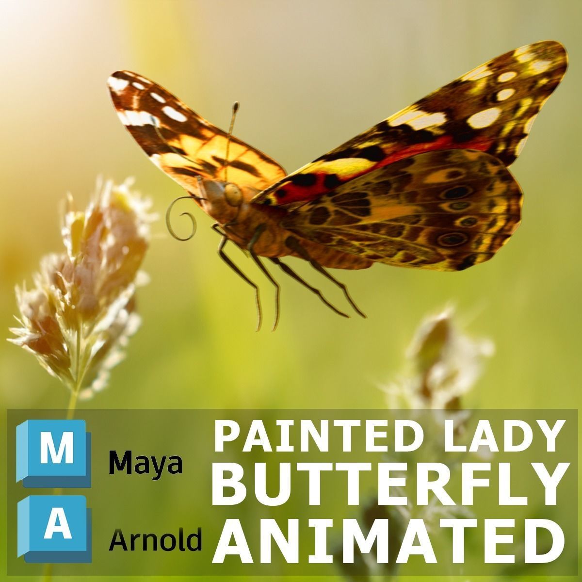 Painted Lady - Butterfly Rig - Animated 3D model animated rigged | CGTrader