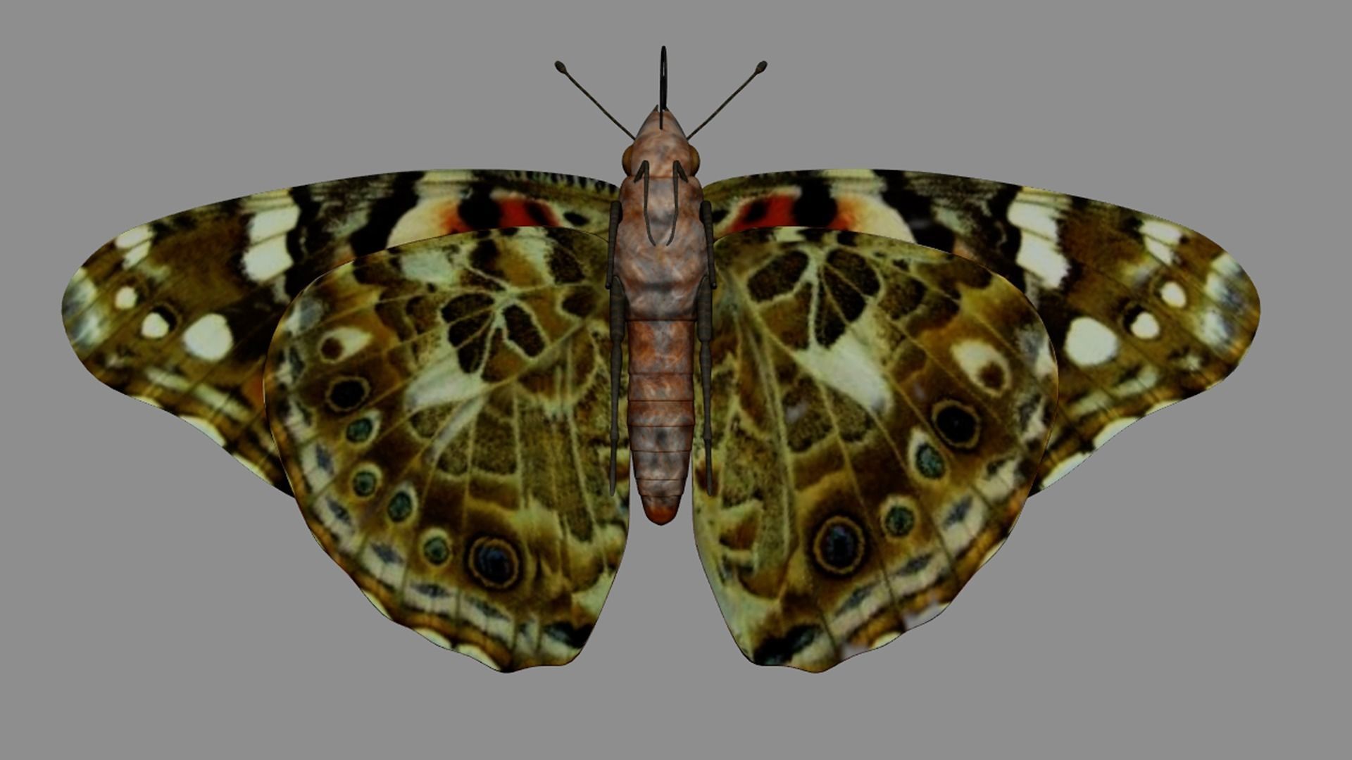 Painted Lady - Butterfly Rig - Animated 3D model animated rigged | CGTrader