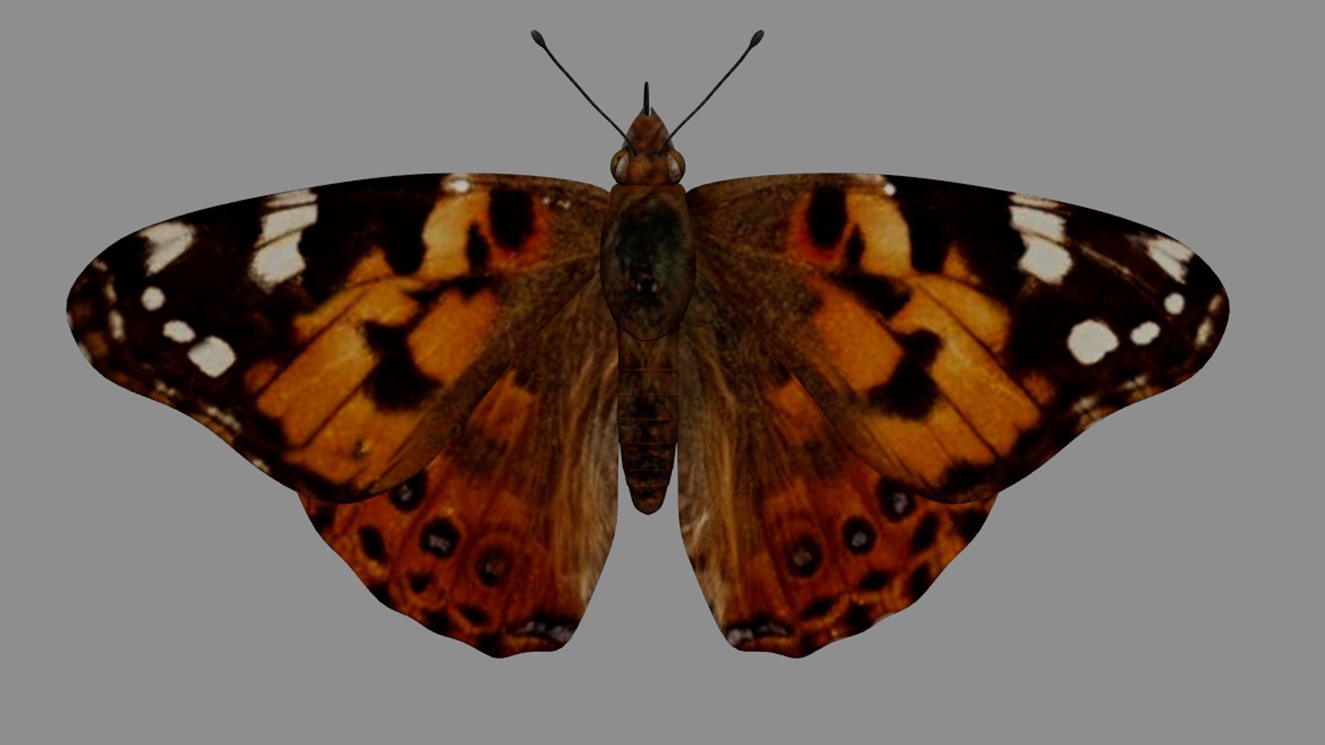 Painted Lady - Butterfly Rig - Animated 3D model animated rigged | CGTrader