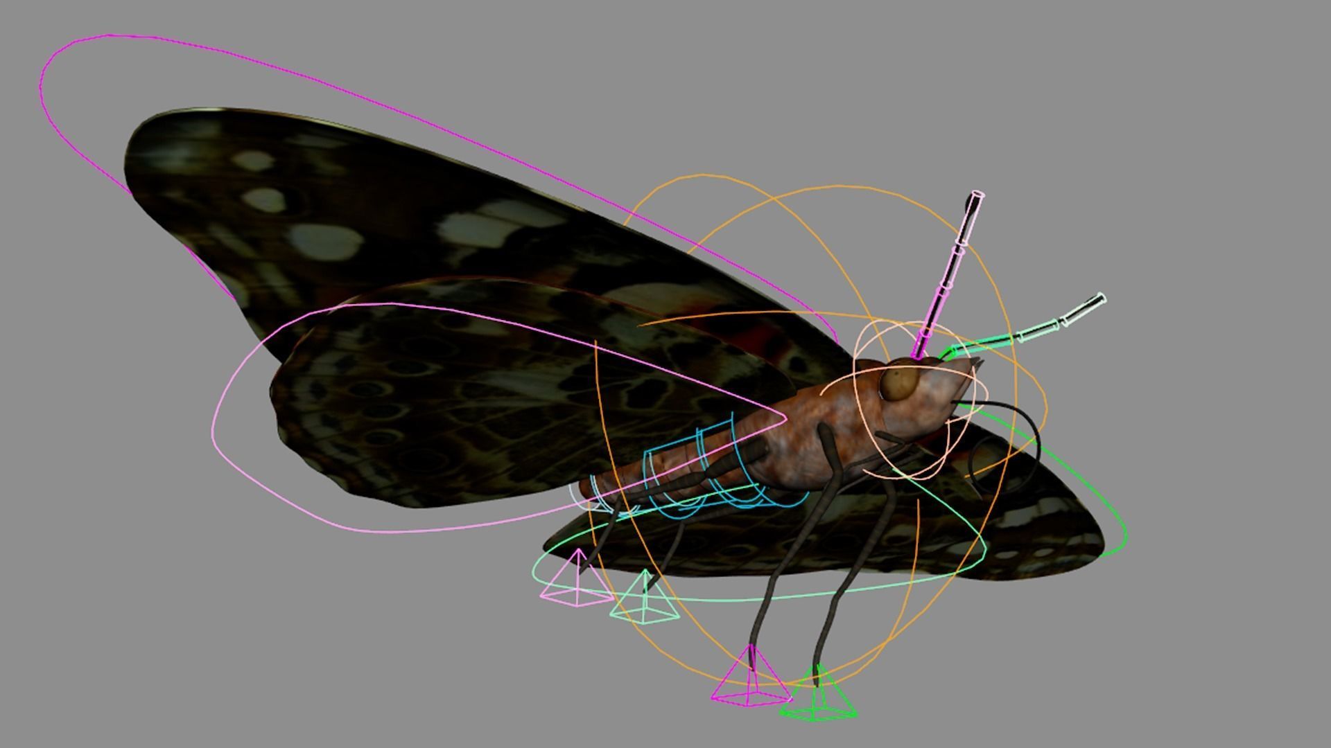 Painted Lady - Butterfly Rig - Animated 3D model animated rigged | CGTrader