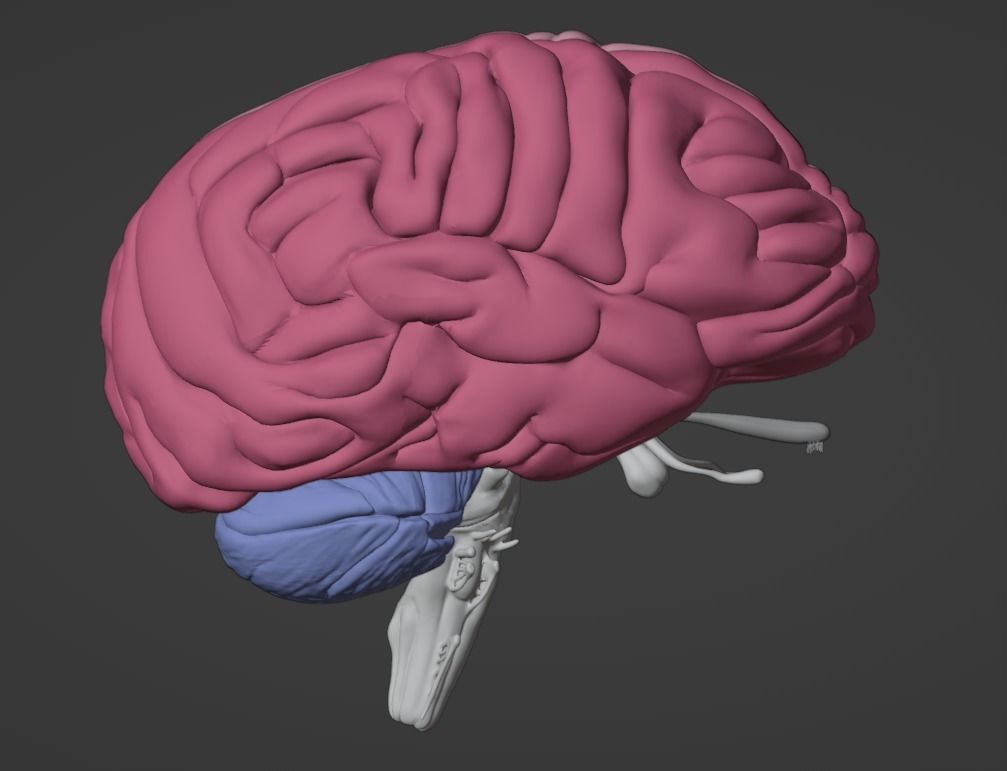 3D Model of skull with brain and brain stem - best version 3D model ...
