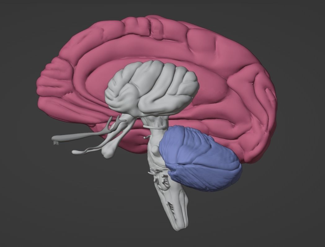 3D Model of skull with brain and brain stem - best version 3D model ...