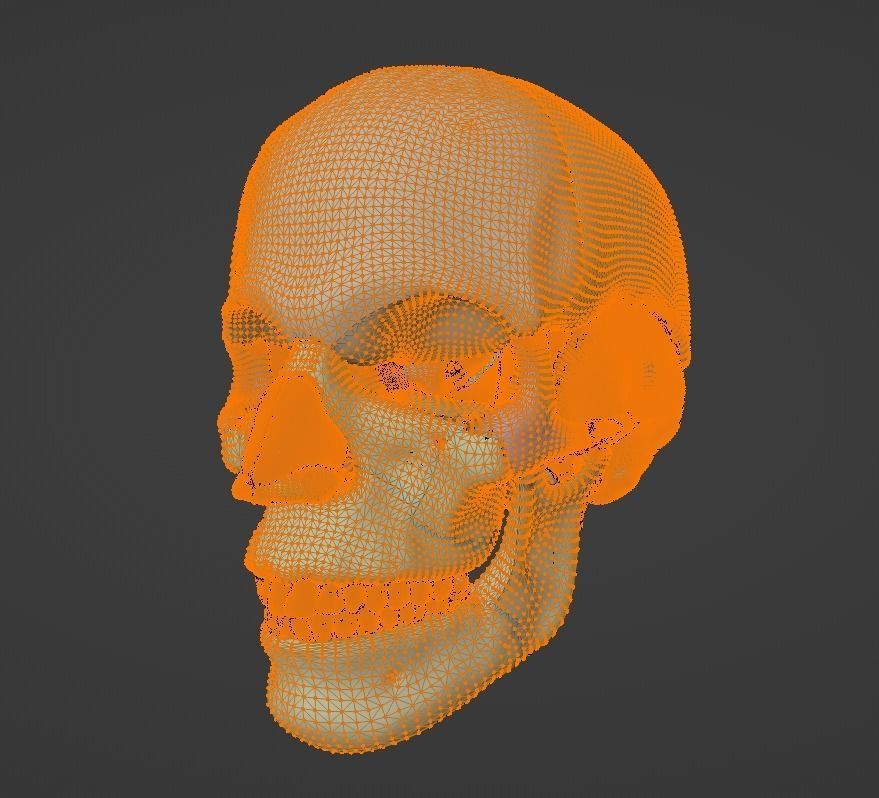 3D Model of skull with brain and brain stem - best version 3D model ...