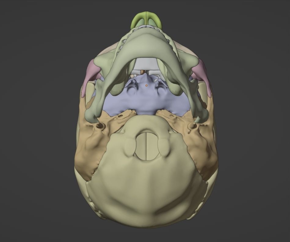 3D Model of skull with brain and brain stem - best version 3D model ...