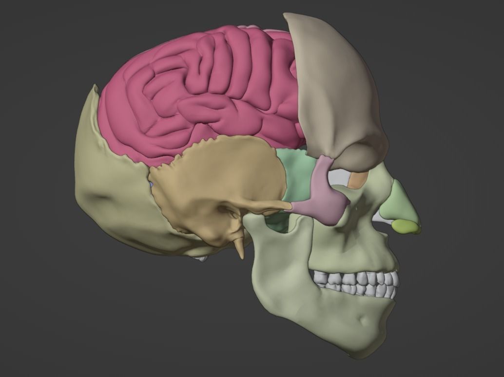 3D Model of skull with brain and brain stem - best version 3D model ...