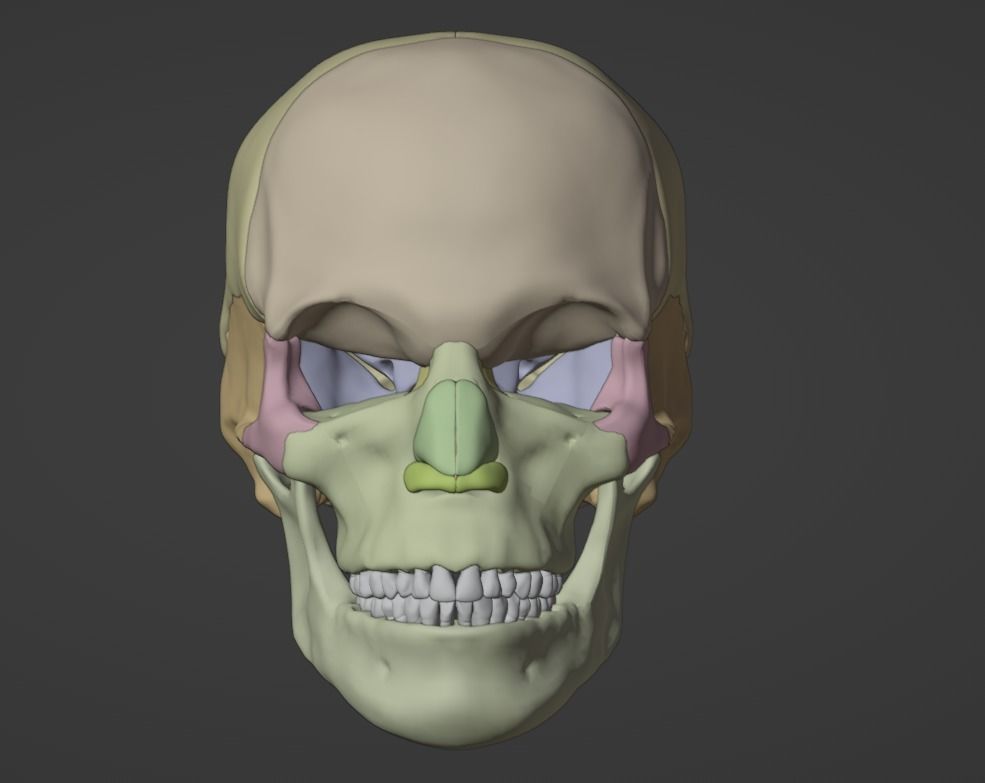 3D Model of skull with brain and brain stem - best version 3D model ...