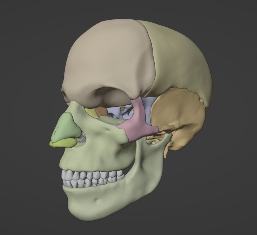 3D Model of skull with brain and brain stem - best version 3D model ...