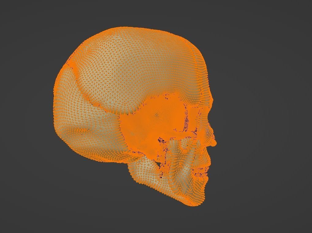 3D Model of skull with brain and brain stem - best version 3D model ...