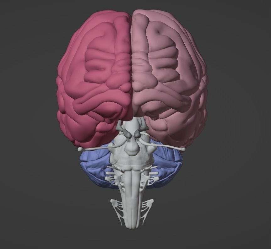 3D Model of skull with brain and brain stem - best version 3D model ...