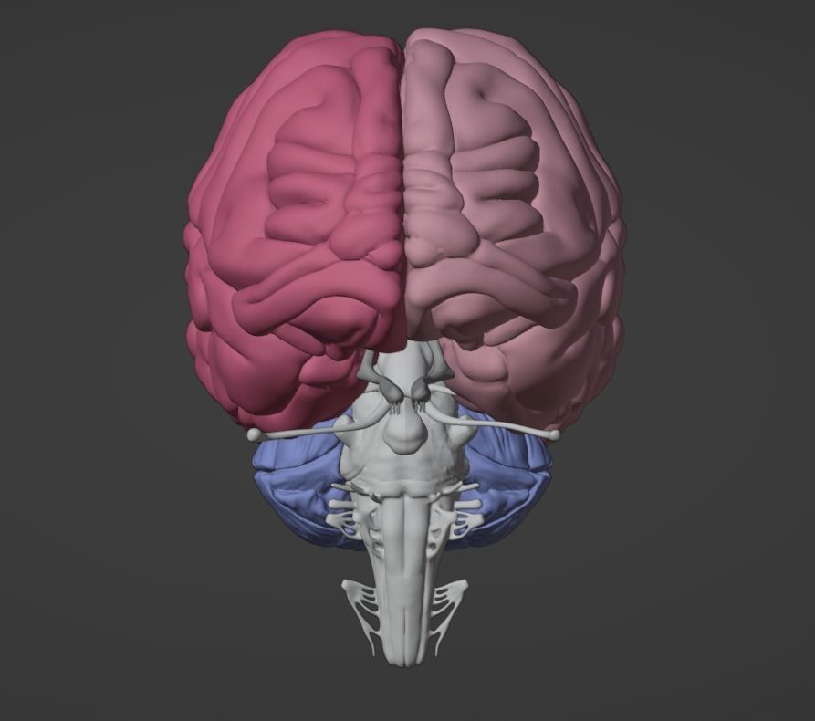 3D Model of skull with brain and brain stem - best version 3D model ...