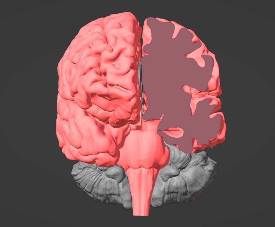3D Model of Brain - section 3D model | CGTrader