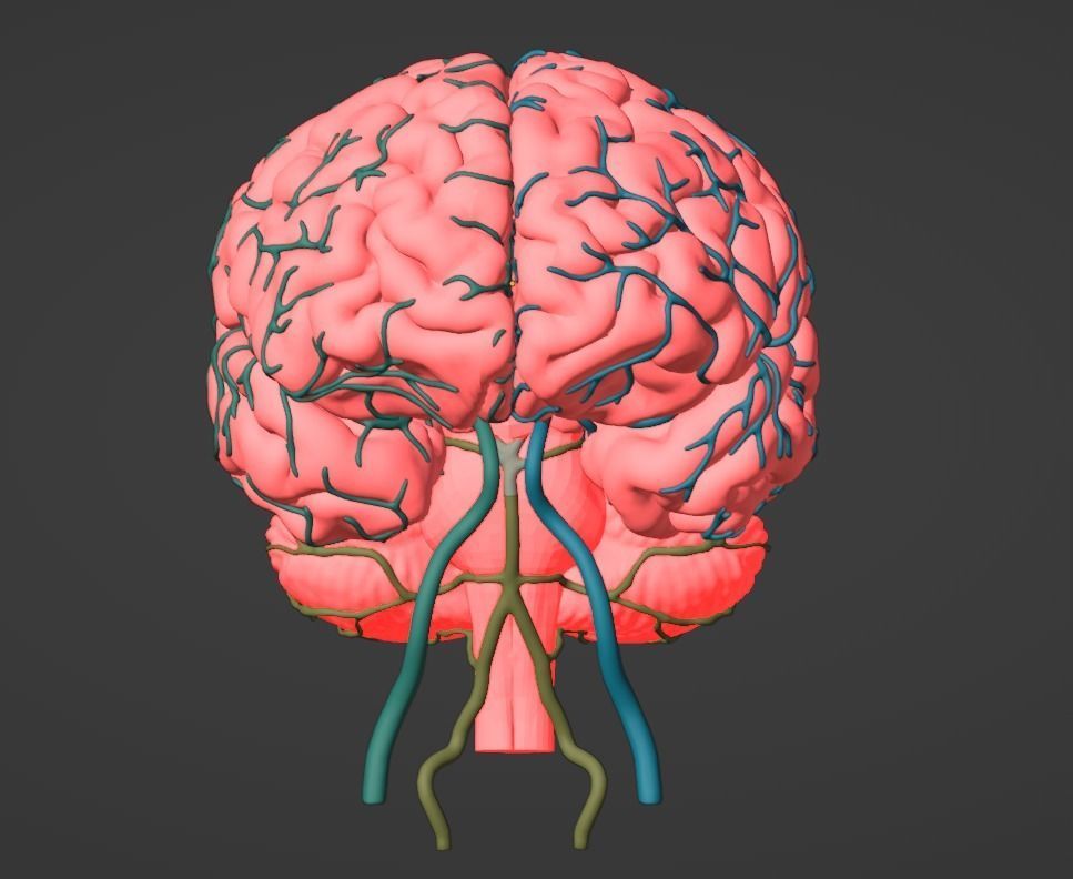 3D Model of Brain and Aneurysm 3D model | CGTrader