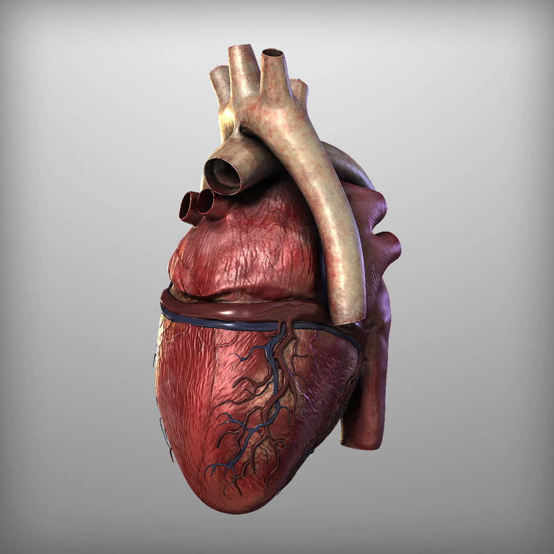 3d human heart 3D model | CGTrader