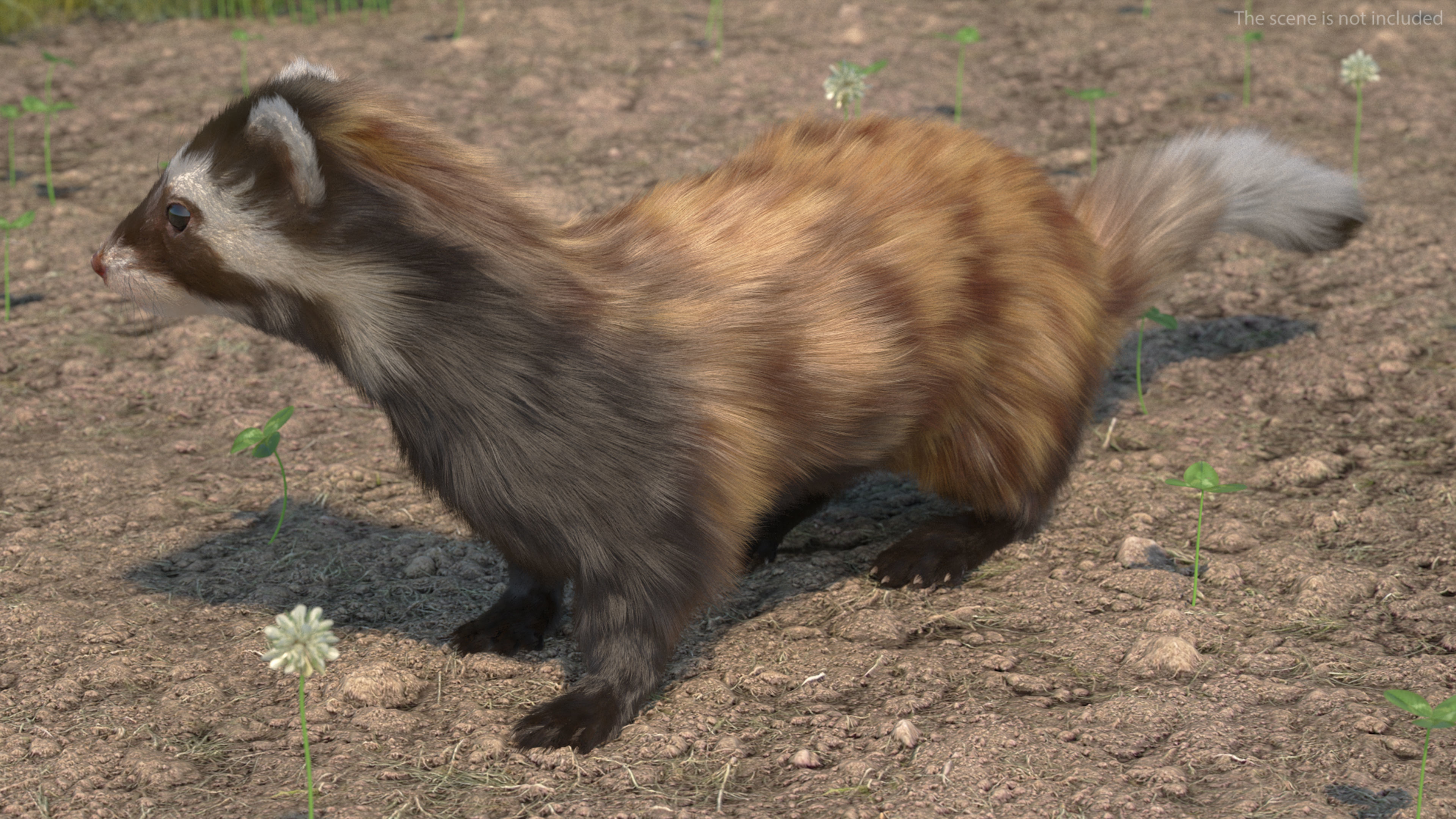 Vormela Peregusna Fur Rigged 3D model rigged | CGTrader