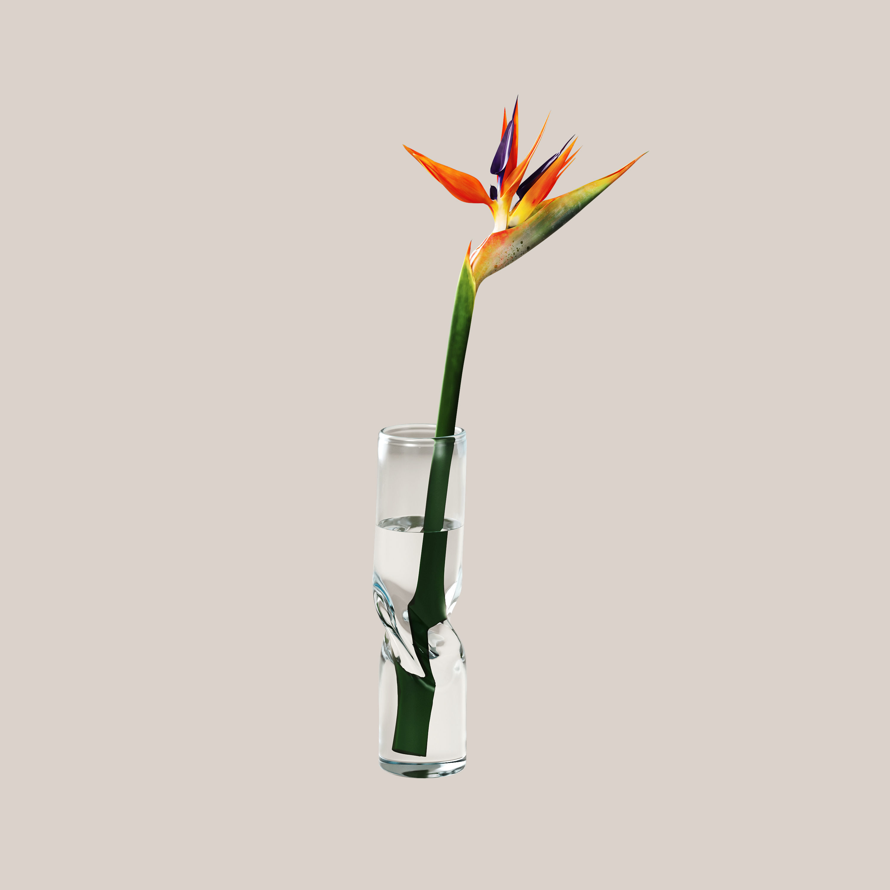 Strelitzia flower 3D model | CGTrader