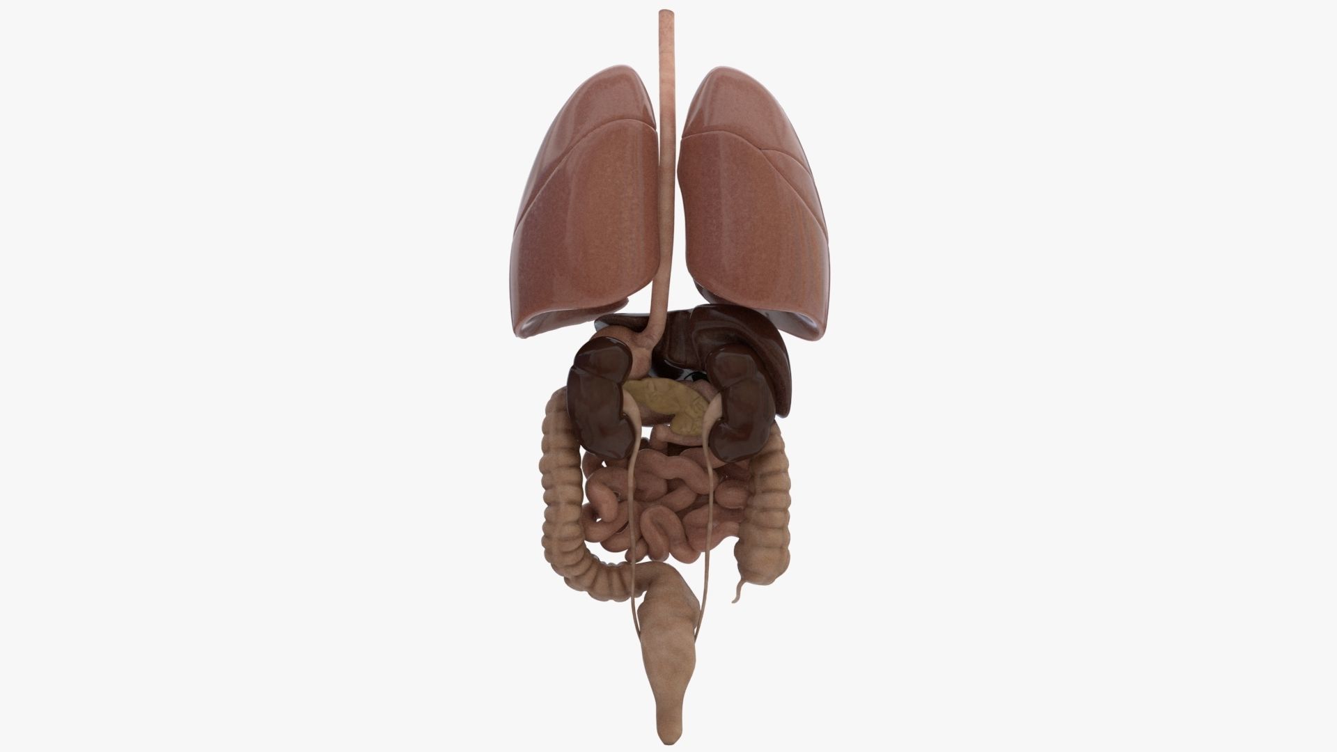 3D model 4k Realistic Scan Organ for Anatomy VR / AR / low-poly | CGTrader
