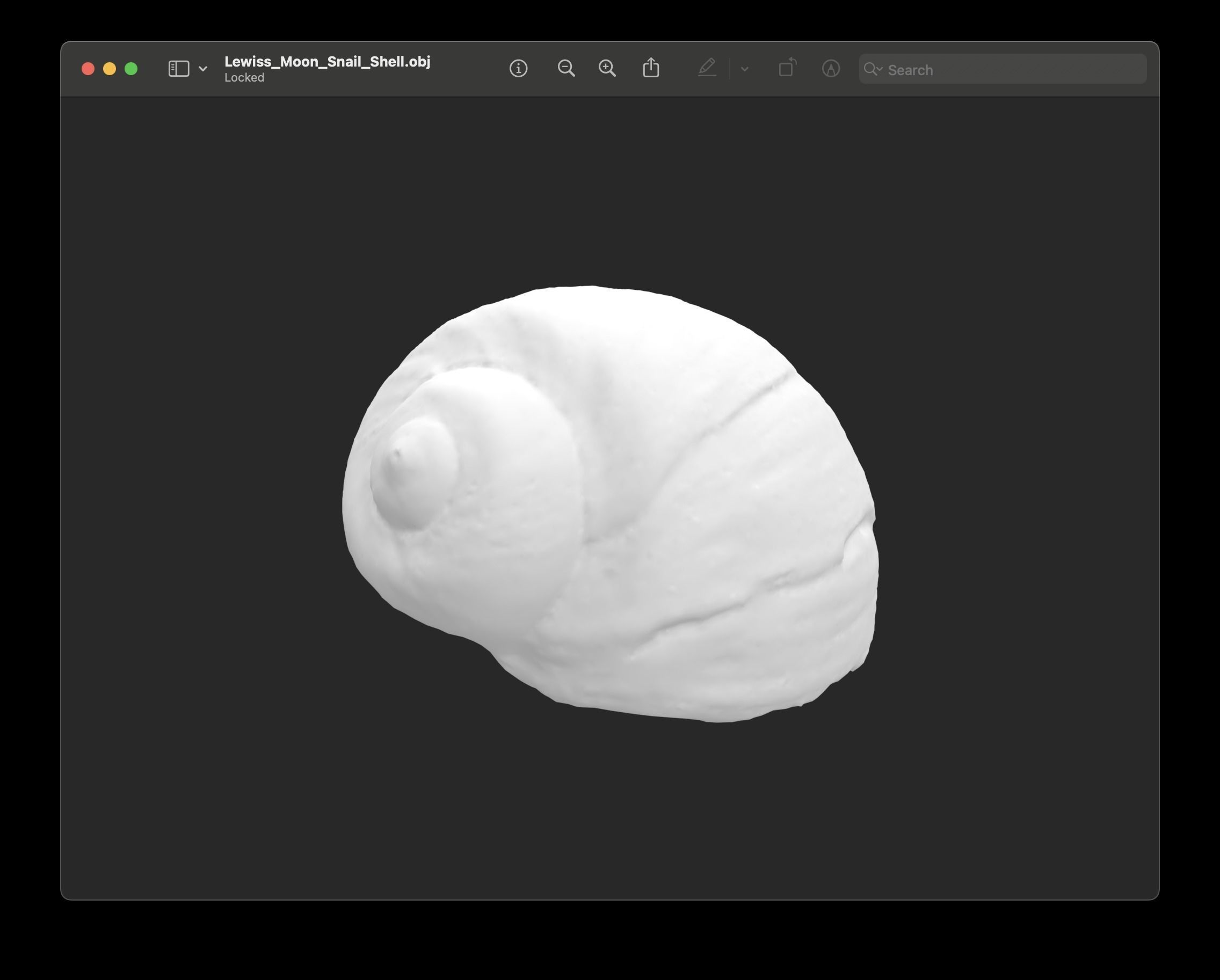 Shell of Lewis Moon Snail 3D model 3D printable | CGTrader