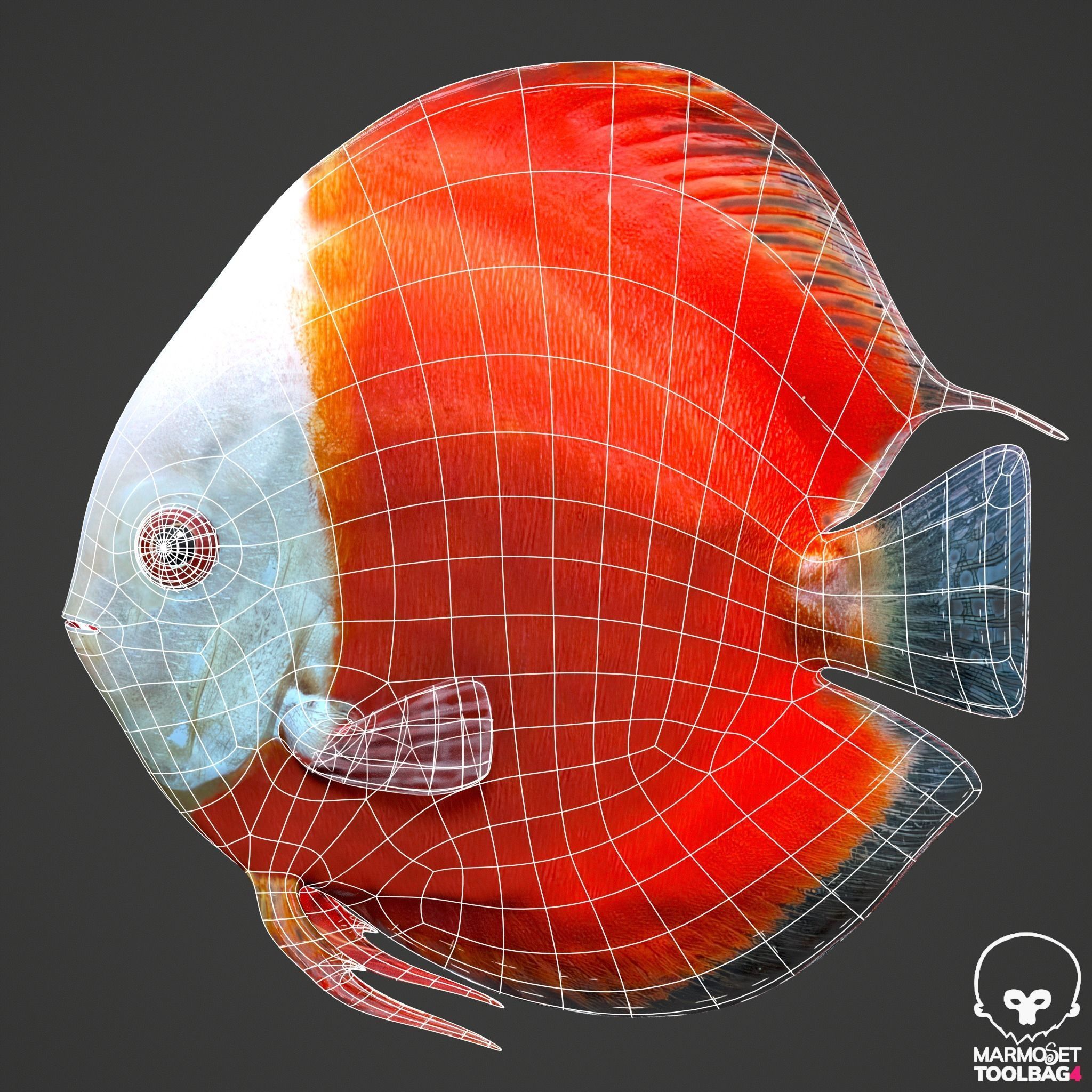 3D model Fish Discus VR / AR / low-poly | CGTrader