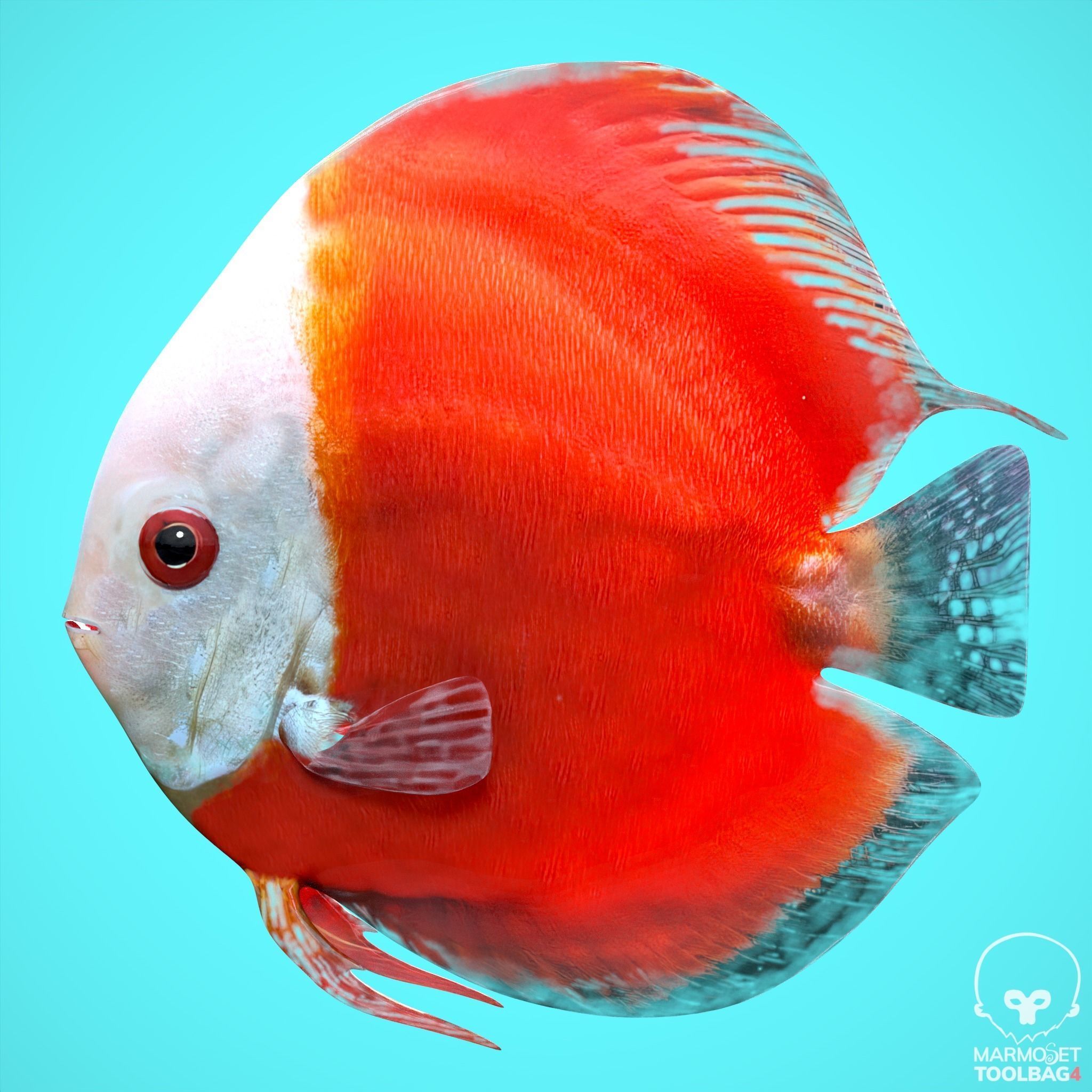 3D model Fish Discus VR / AR / low-poly | CGTrader