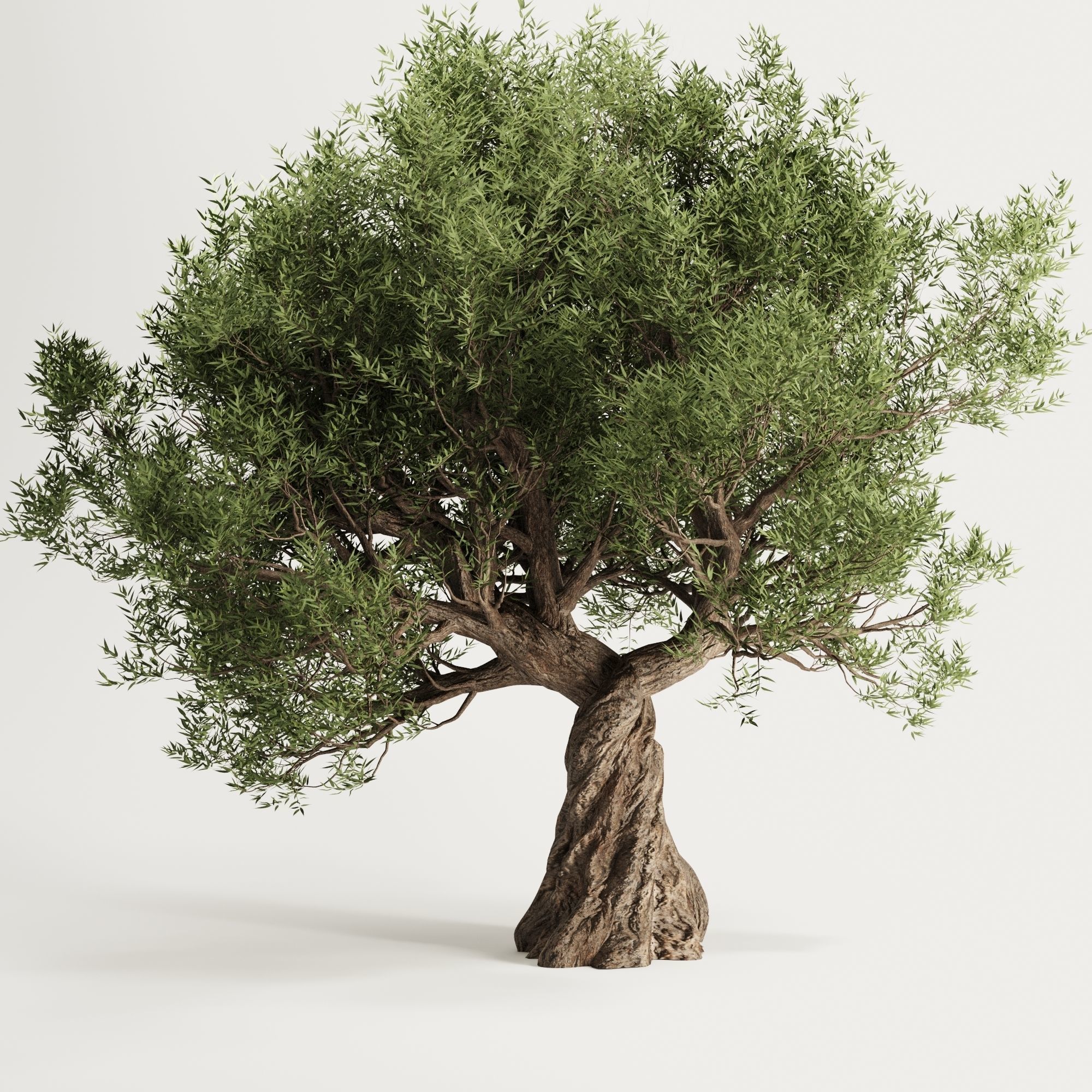 Olive Tree Set10 3D model | CGTrader