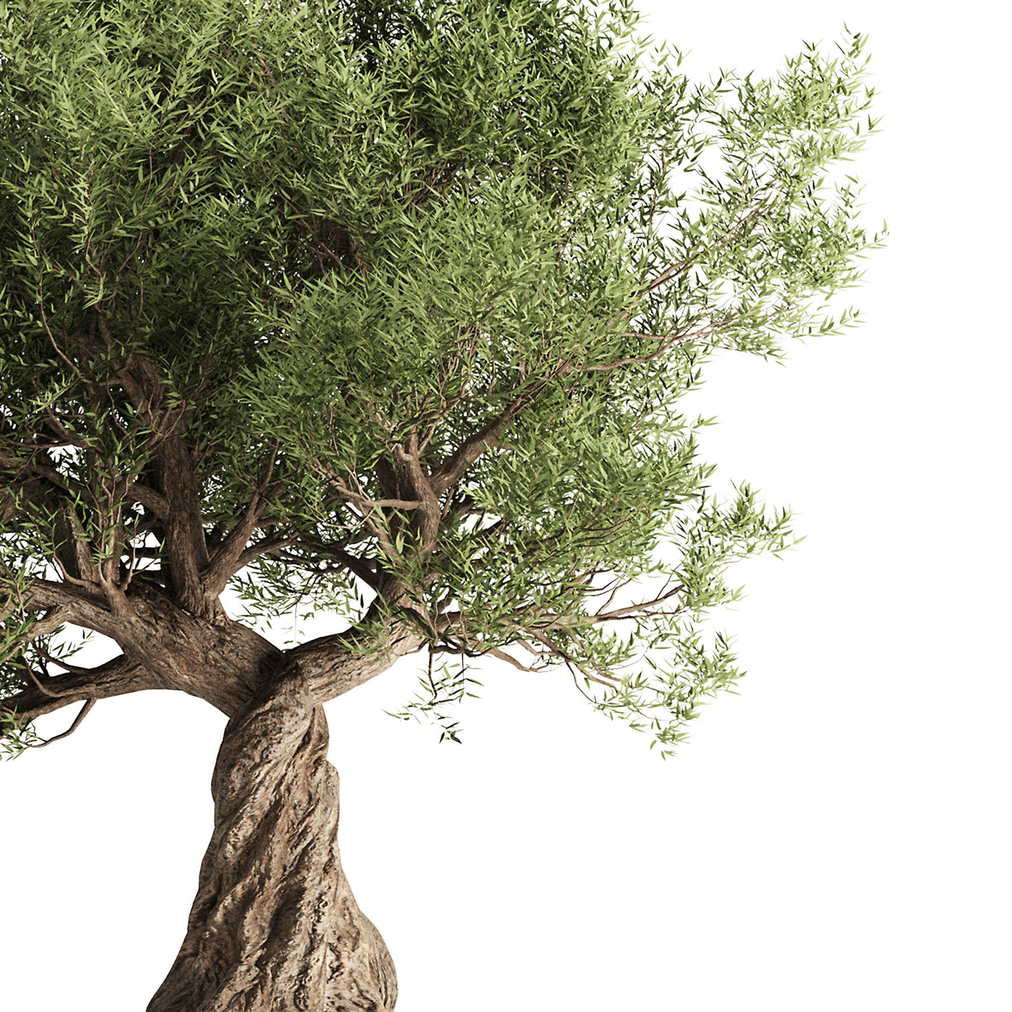 Olive Tree Set10 3D model | CGTrader