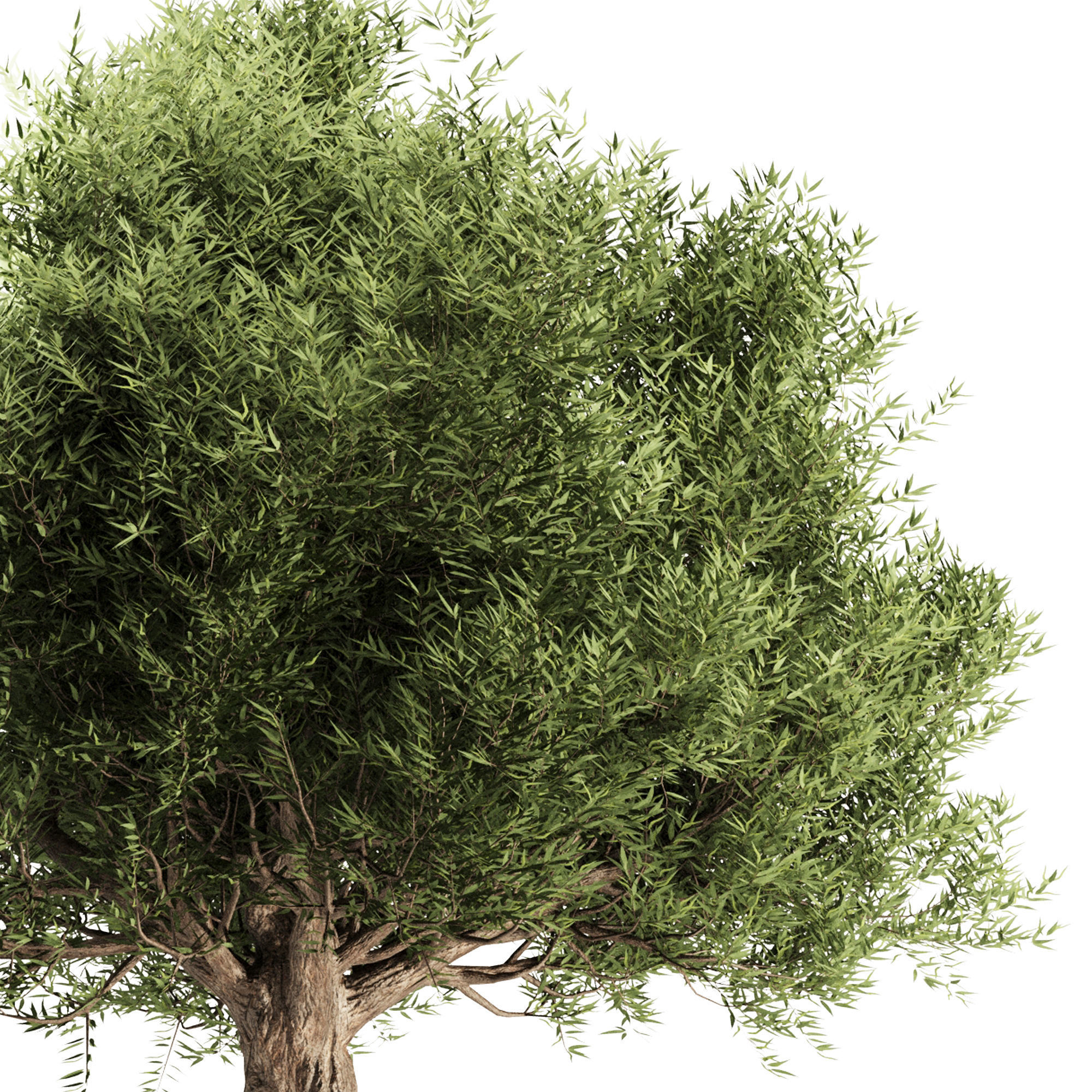 Olive Tree Set11 3D model | CGTrader
