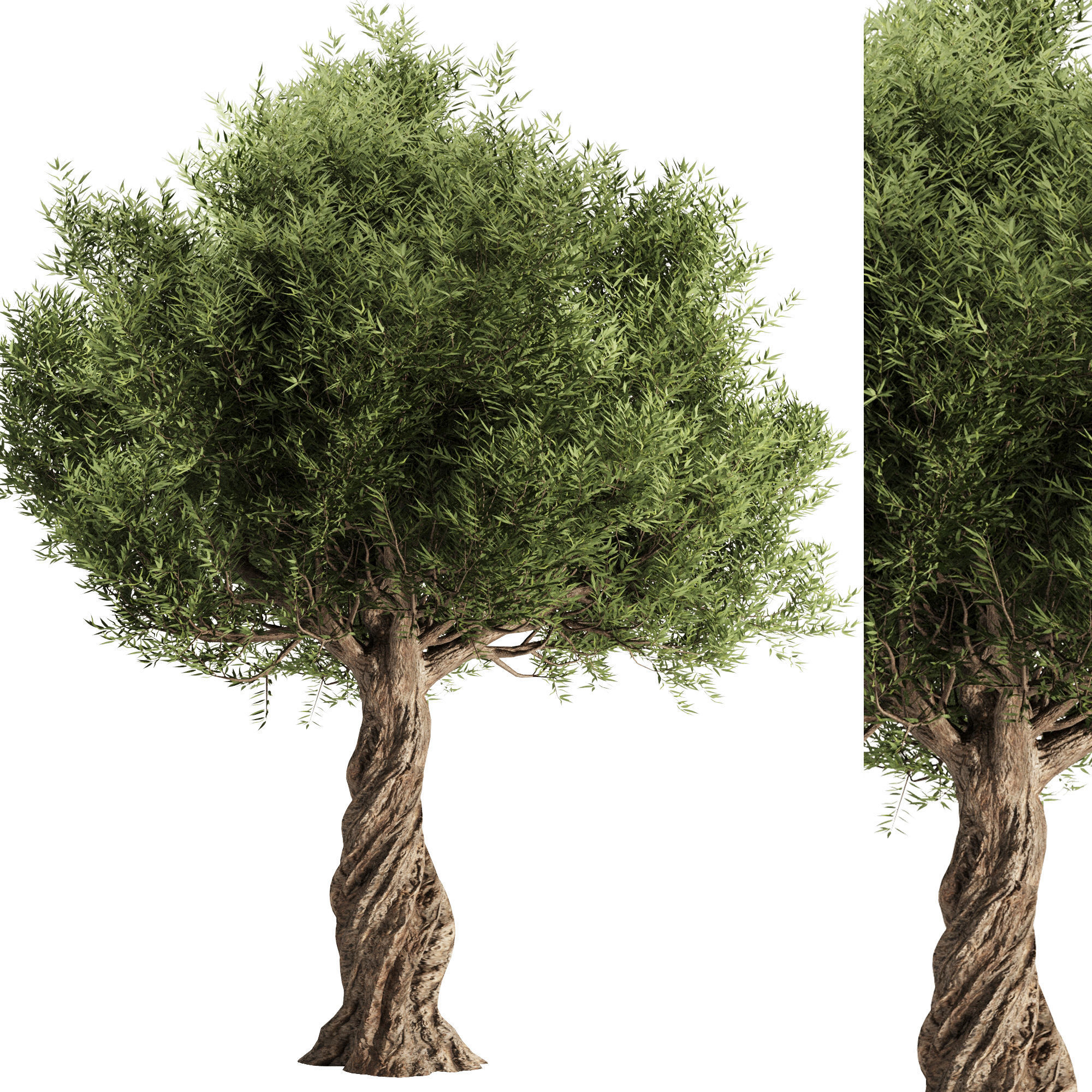 Olive Tree Set11 3D model | CGTrader