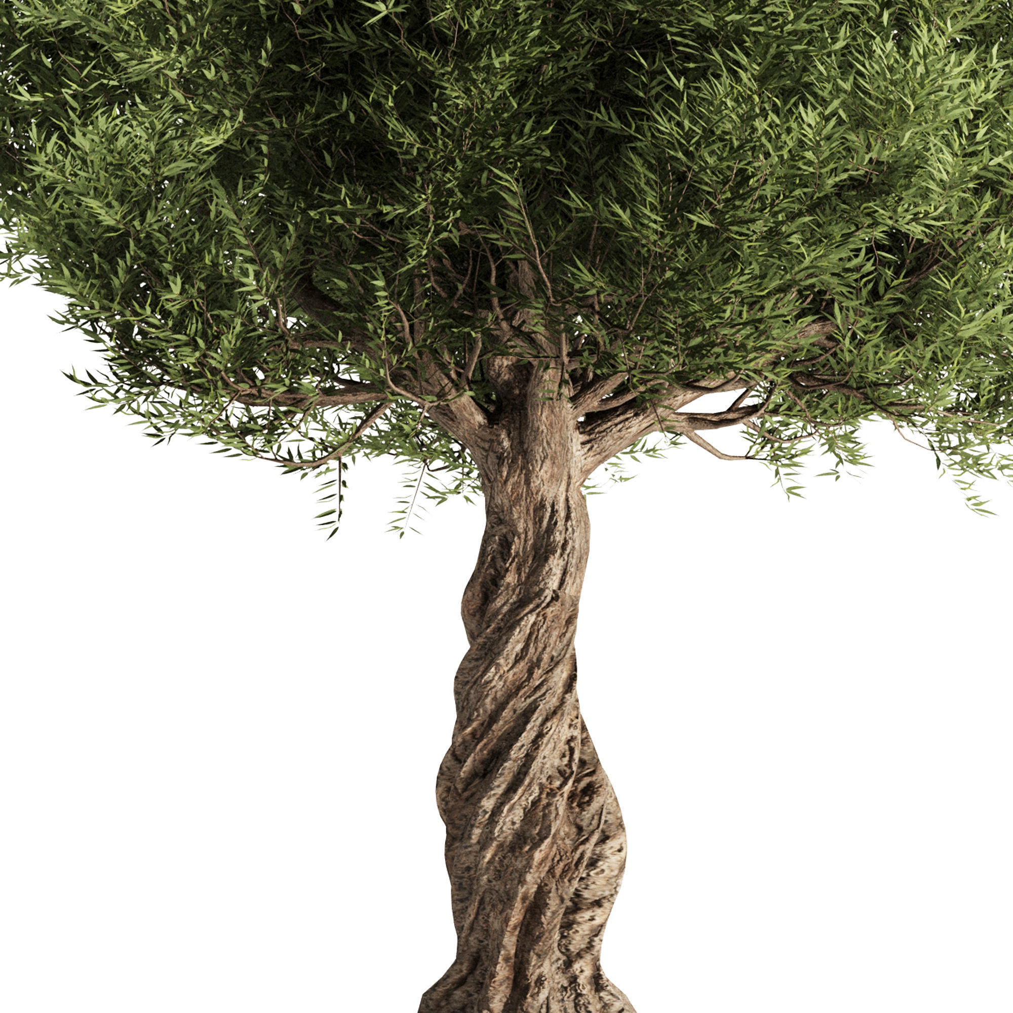 Olive Tree Set11 3D model | CGTrader