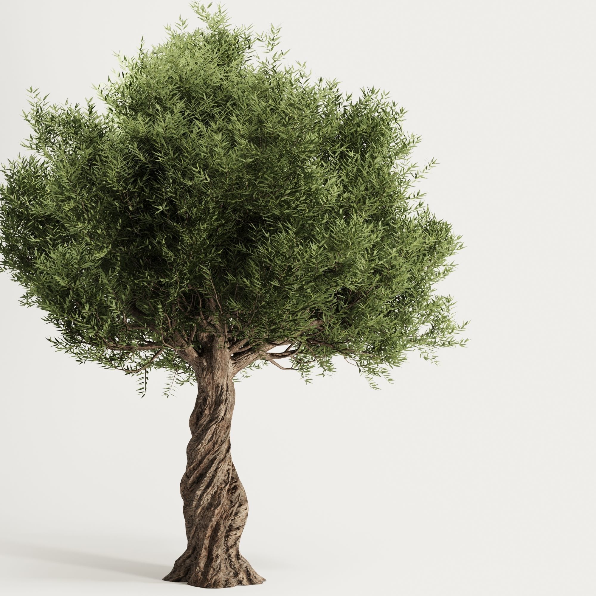 Olive Tree Set11 3D model | CGTrader