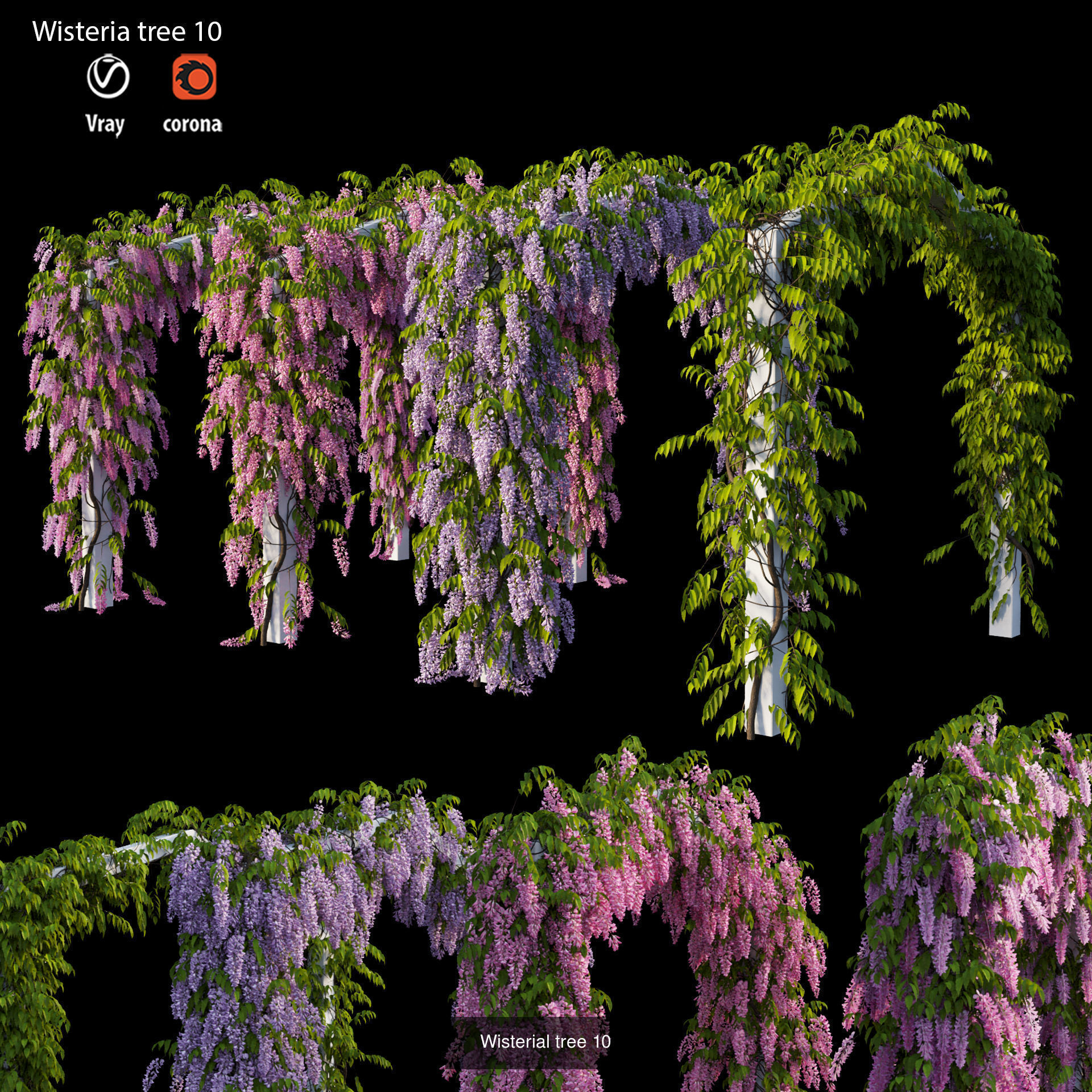 wisteria climbing plant 3D Model Collection | CGTrader