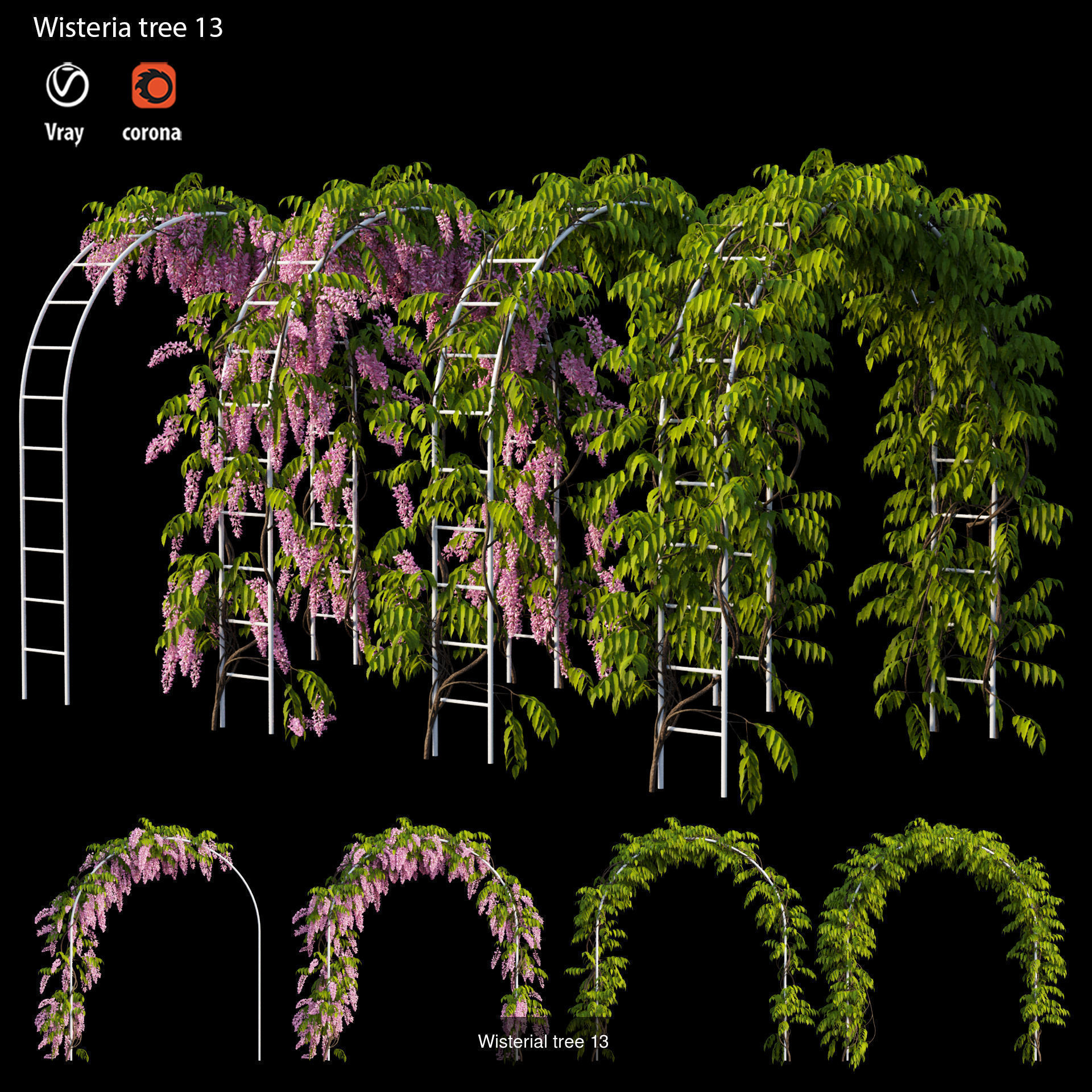 wisteria climbing plant 3D Model Collection | CGTrader