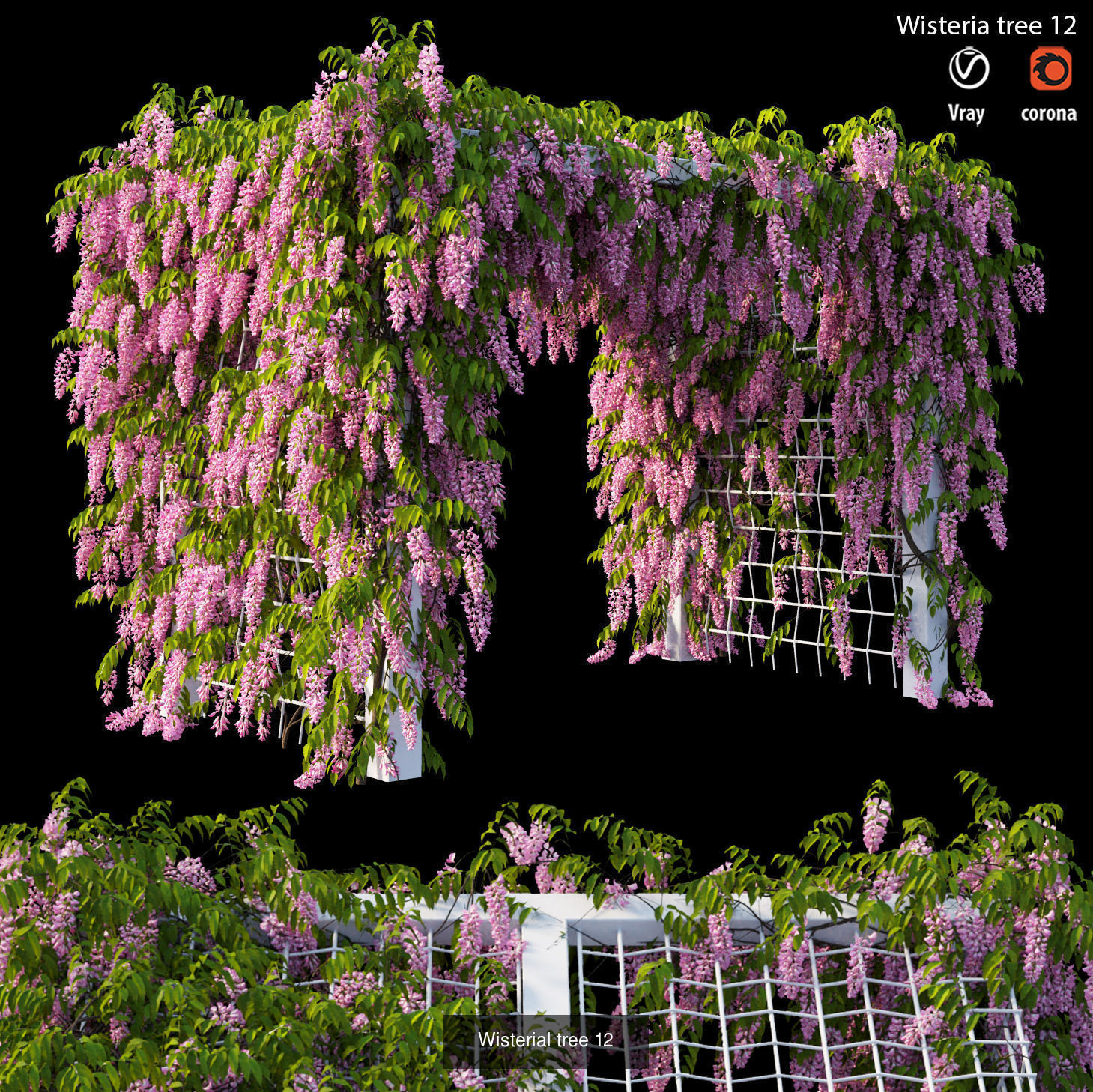 wisteria climbing plant 3D Model Collection | CGTrader