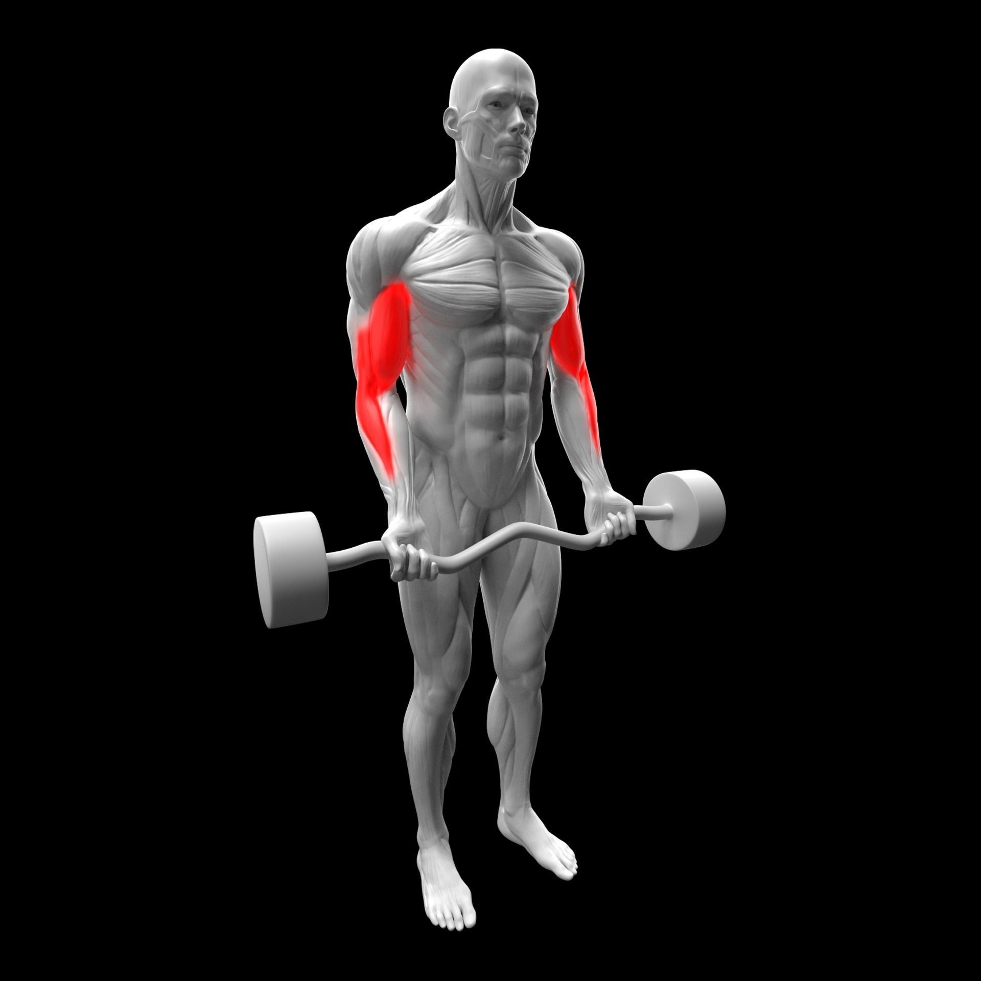 EZ Biceps Bar Curl 3D model animated rigged | CGTrader
