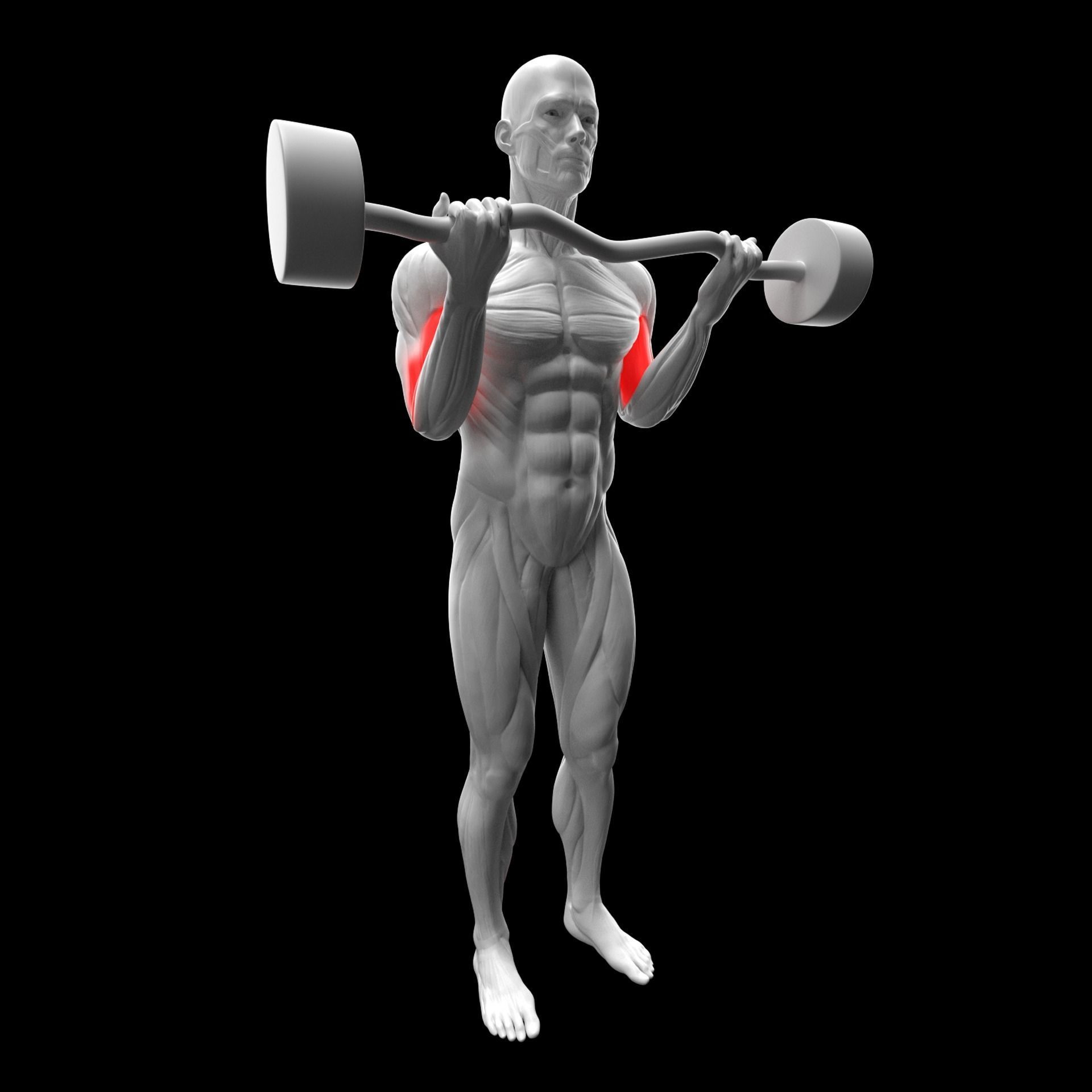 EZ Biceps Bar Curl 3D model animated rigged | CGTrader