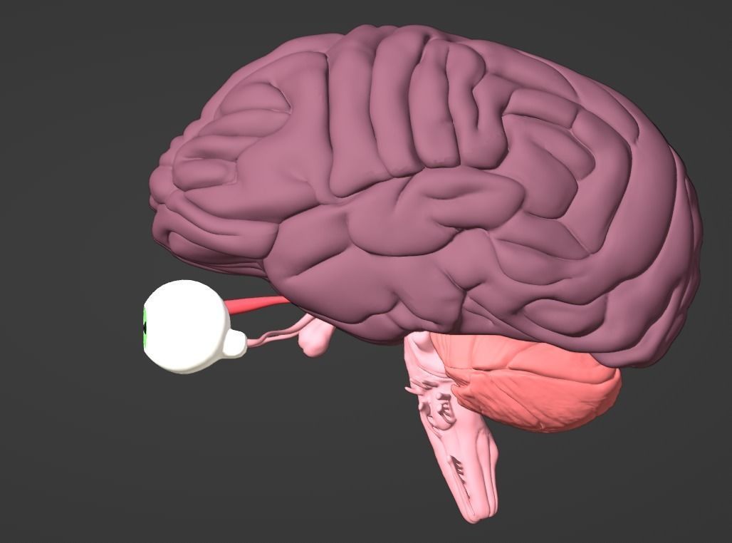 3D Model of Brain Brain Stem and Eyes 3D model | CGTrader