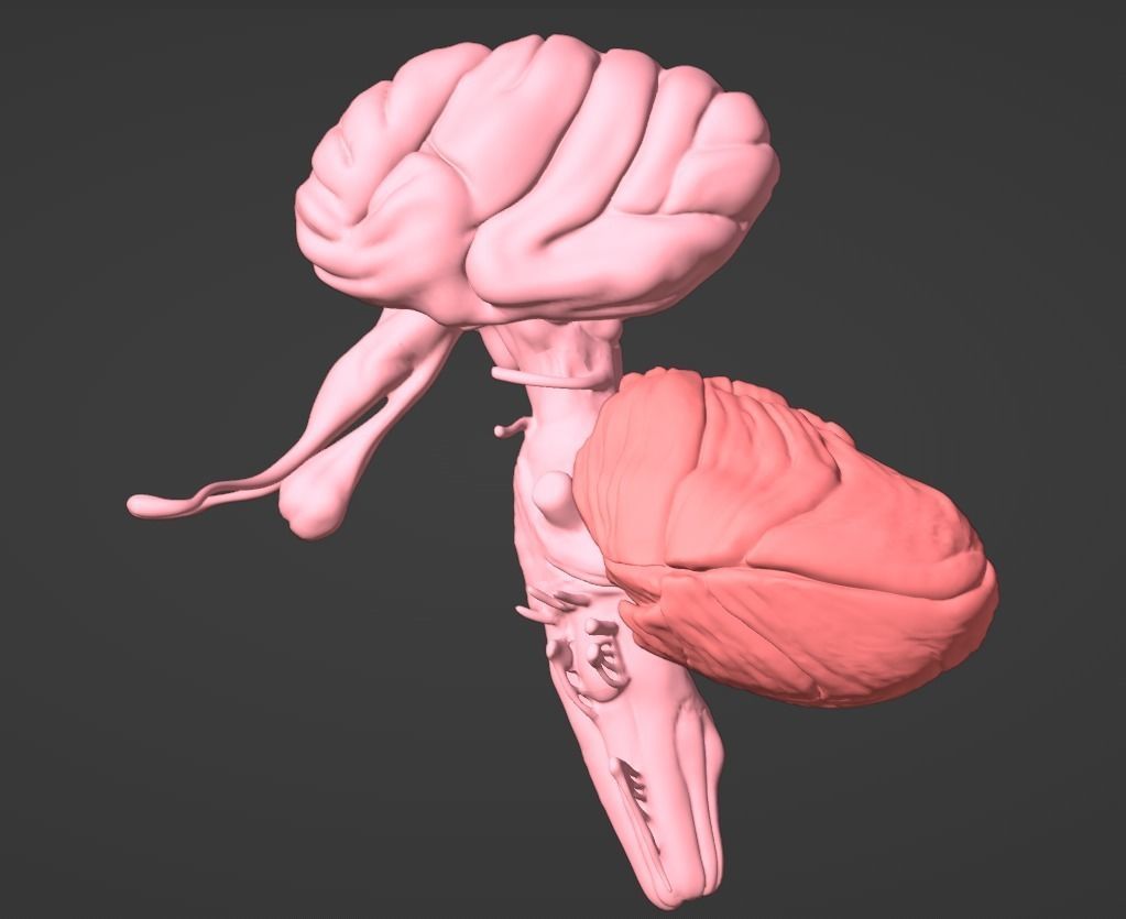 3D Model of Brain Brain Stem and Eyes 3D model | CGTrader