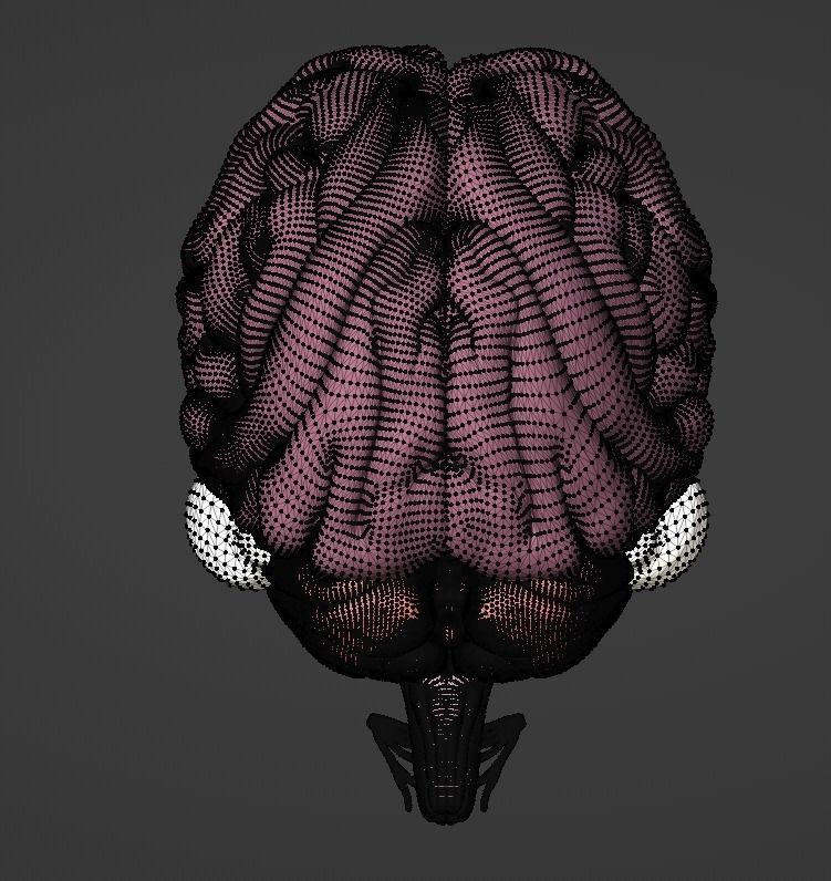 3D Model of Brain Brain Stem and Eyes 3D model | CGTrader