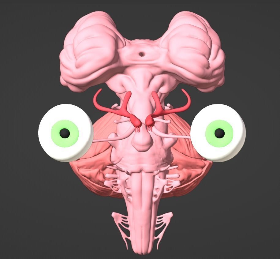 3D Model of Brain Brain Stem and Eyes 3D model | CGTrader