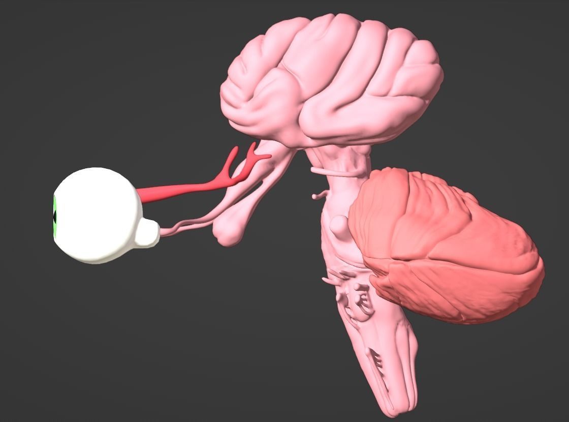 3D Model of Brain Brain Stem and Eyes 3D model | CGTrader