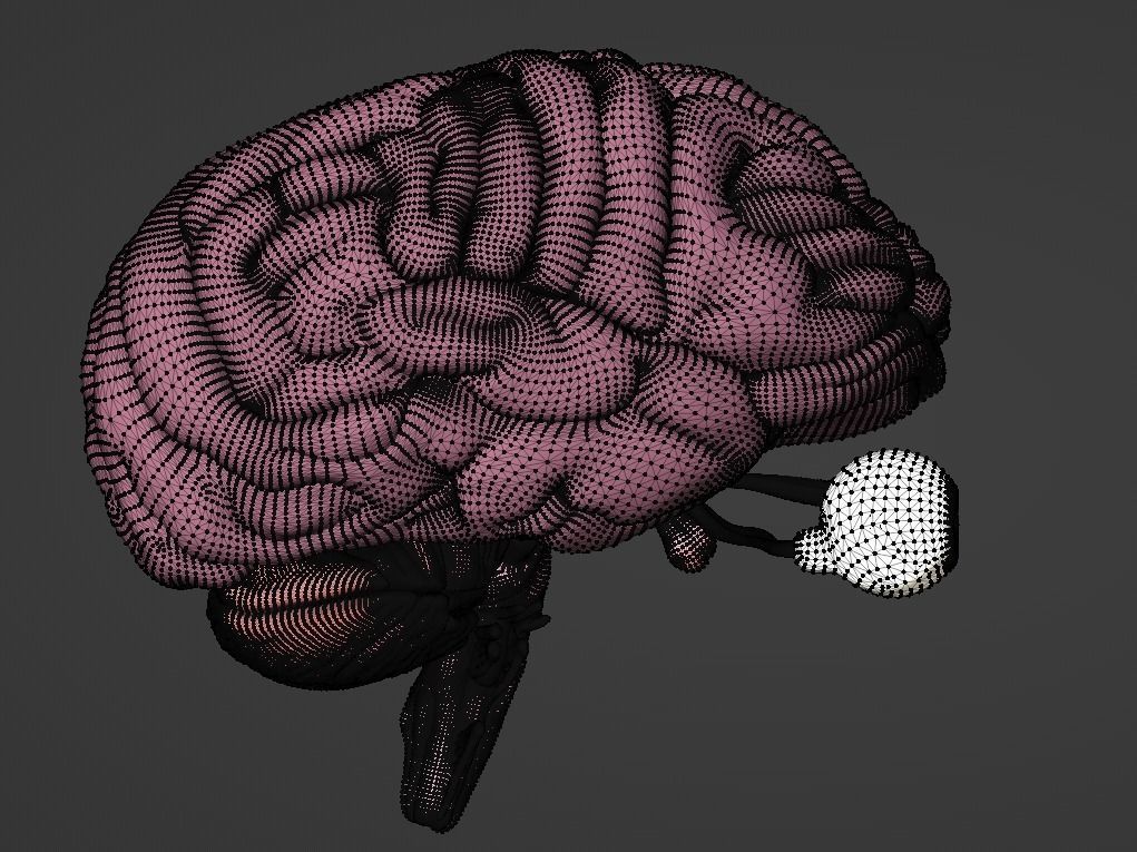 3D Model of Brain Brain Stem and Eyes 3D model | CGTrader