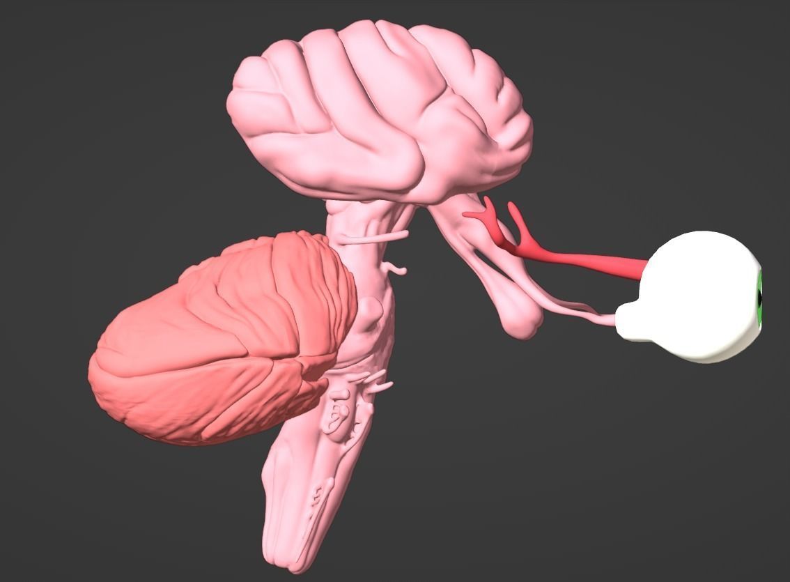 3D Model of Brain Brain Stem and Eyes 3D model | CGTrader