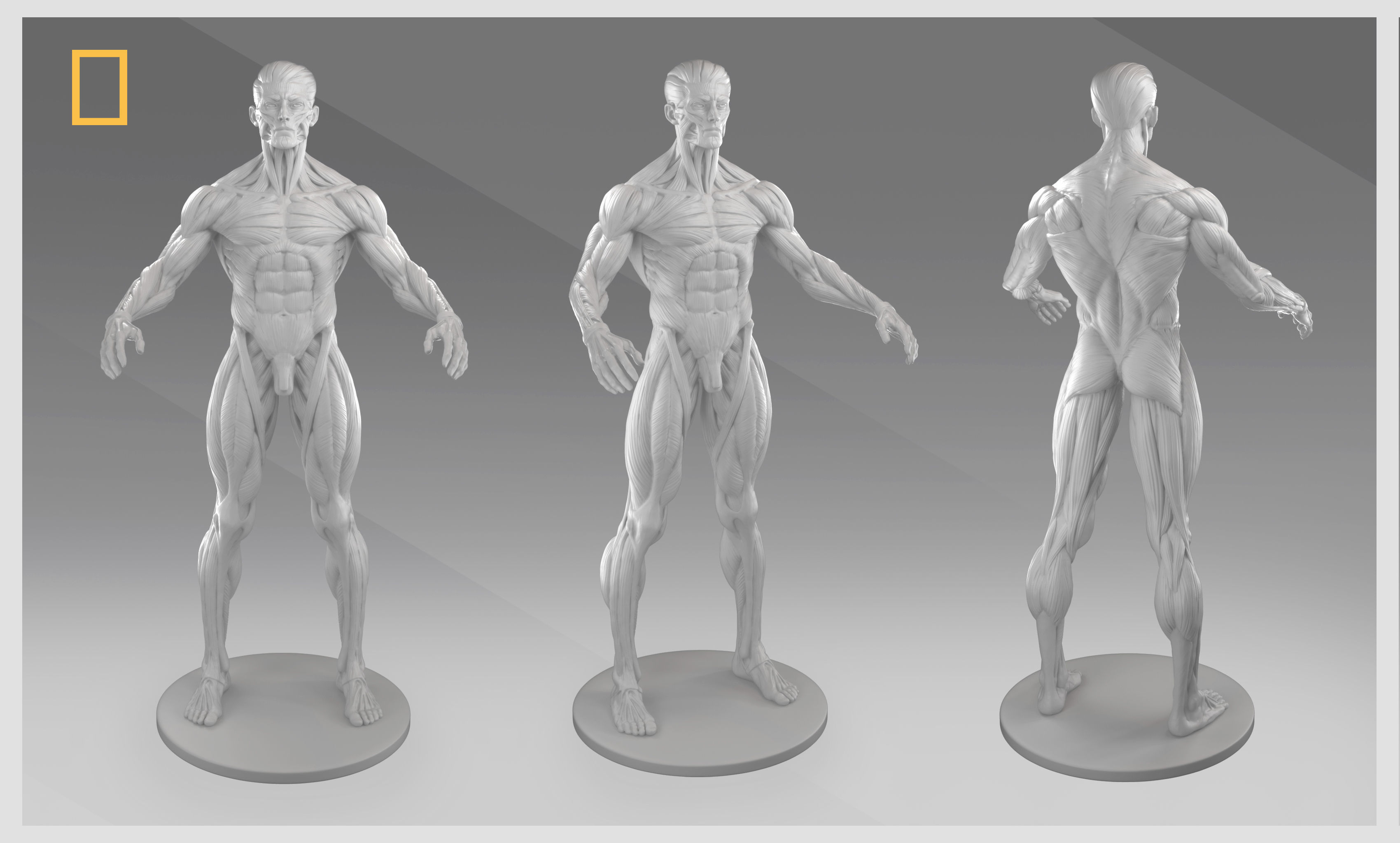 Ectomorph Human Body - STL 3D model 3D printable | CGTrader