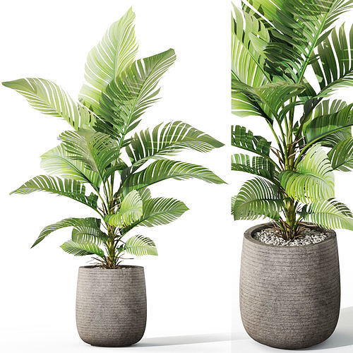 Plants collection 1064 3D model | CGTrader