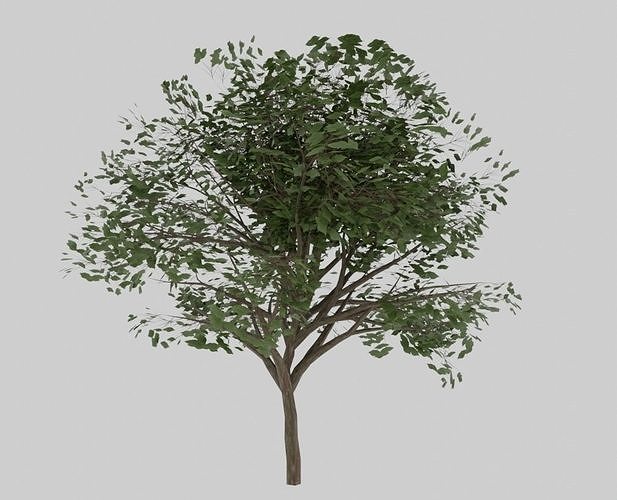 environment tree free VR / AR / low-poly 3D model | CGTrader