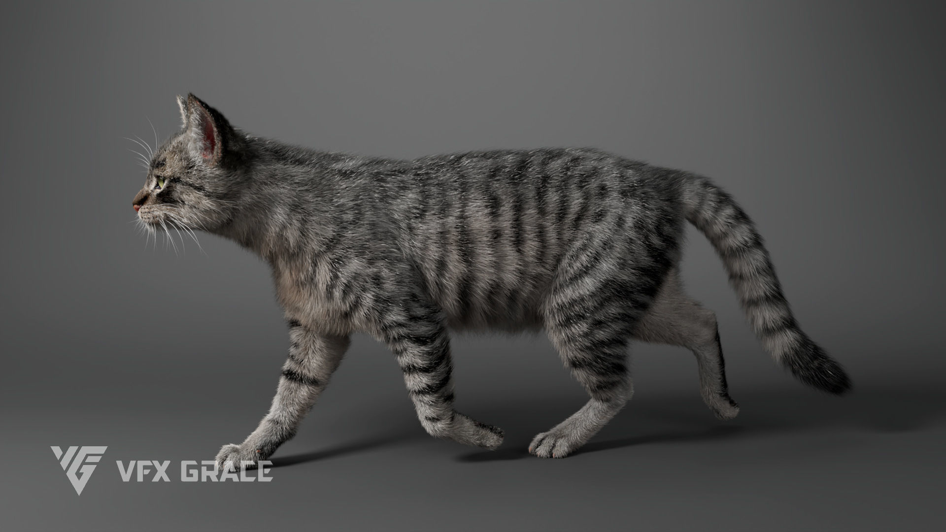 Grey Tabby Cat Rig - MAYA 3D model rigged | CGTrader